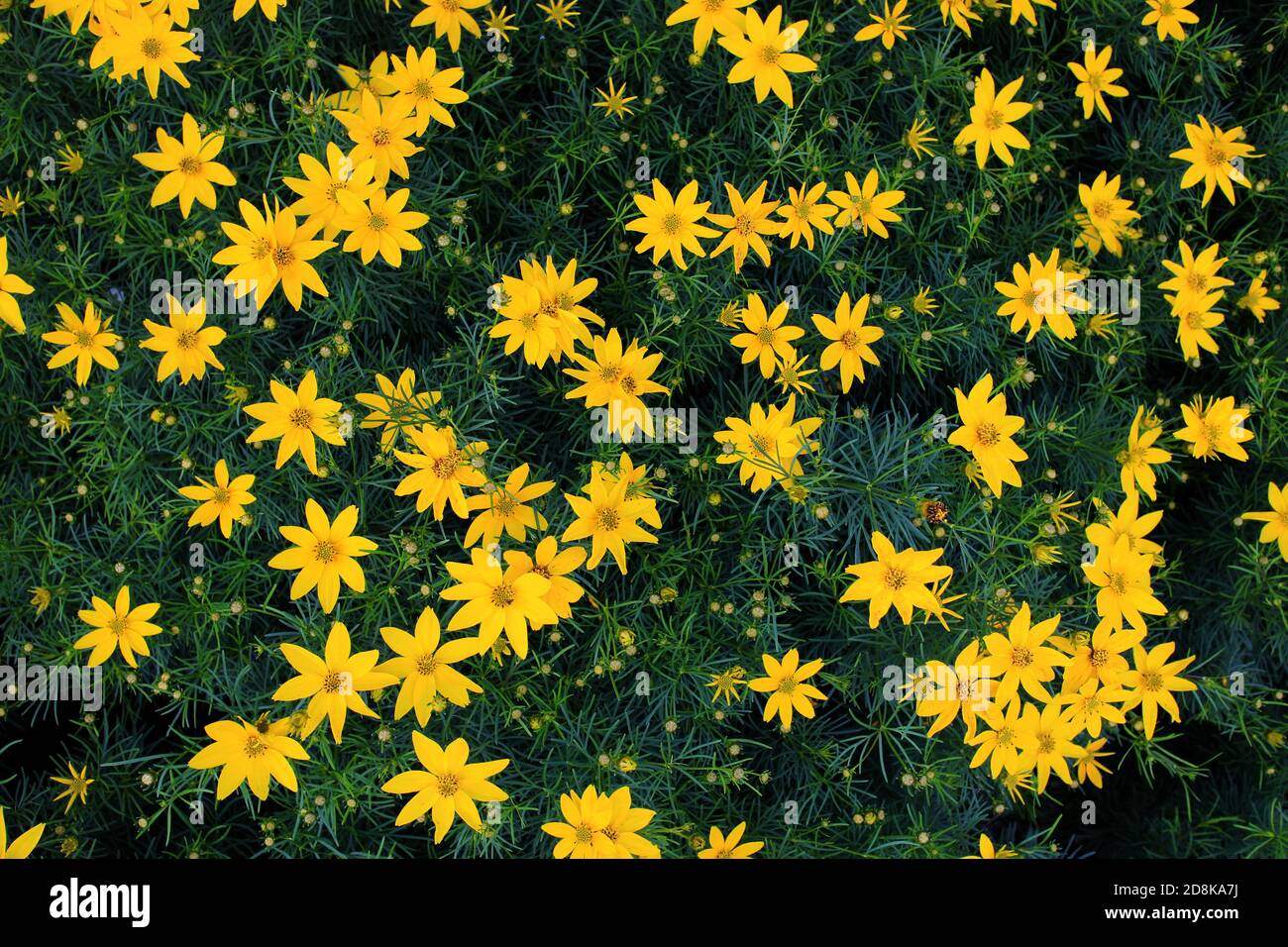 Coreopsis flower hi-res stock photography and images - Alamy