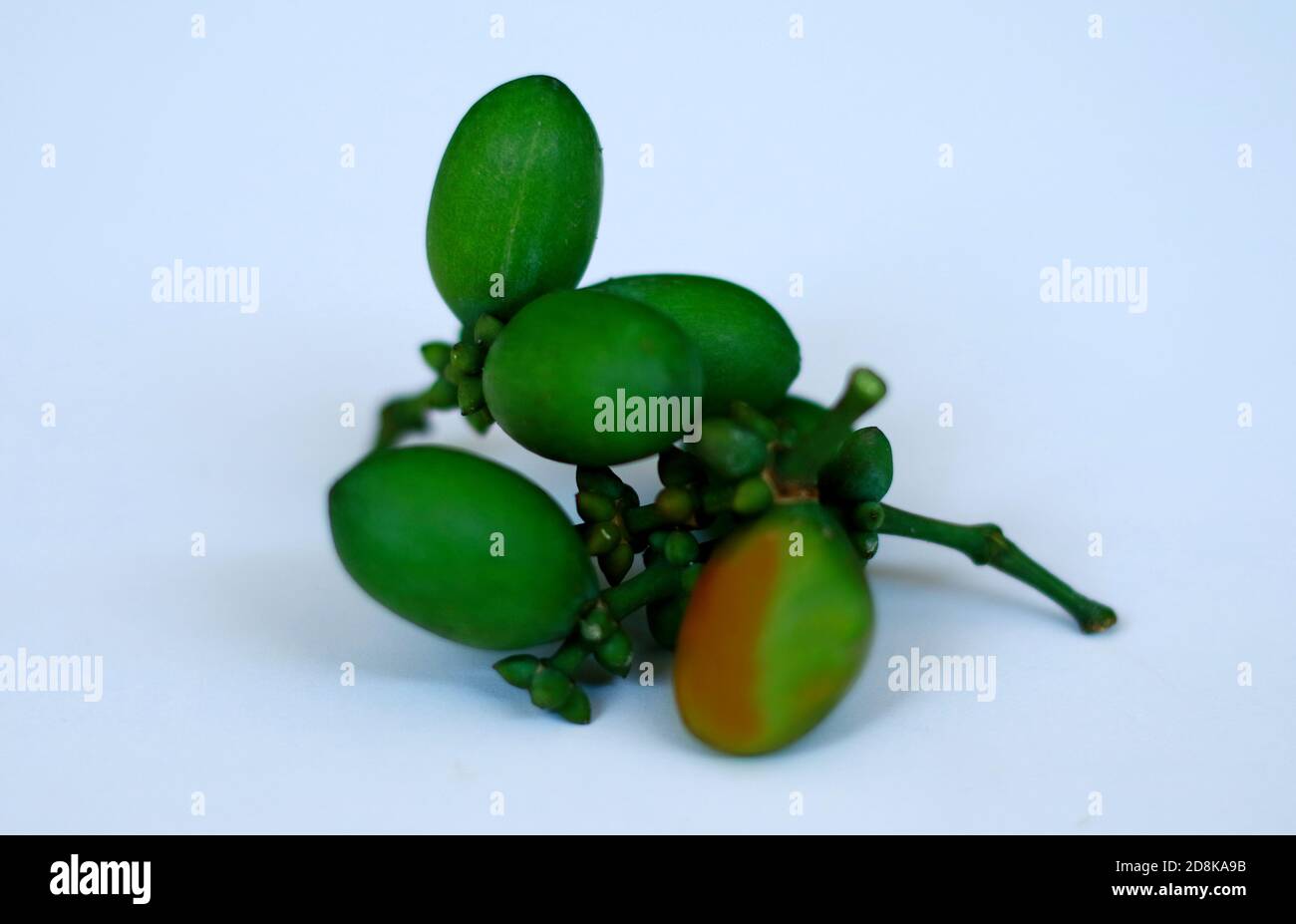 Gnetum gnemon hi-res stock photography and images - Alamy