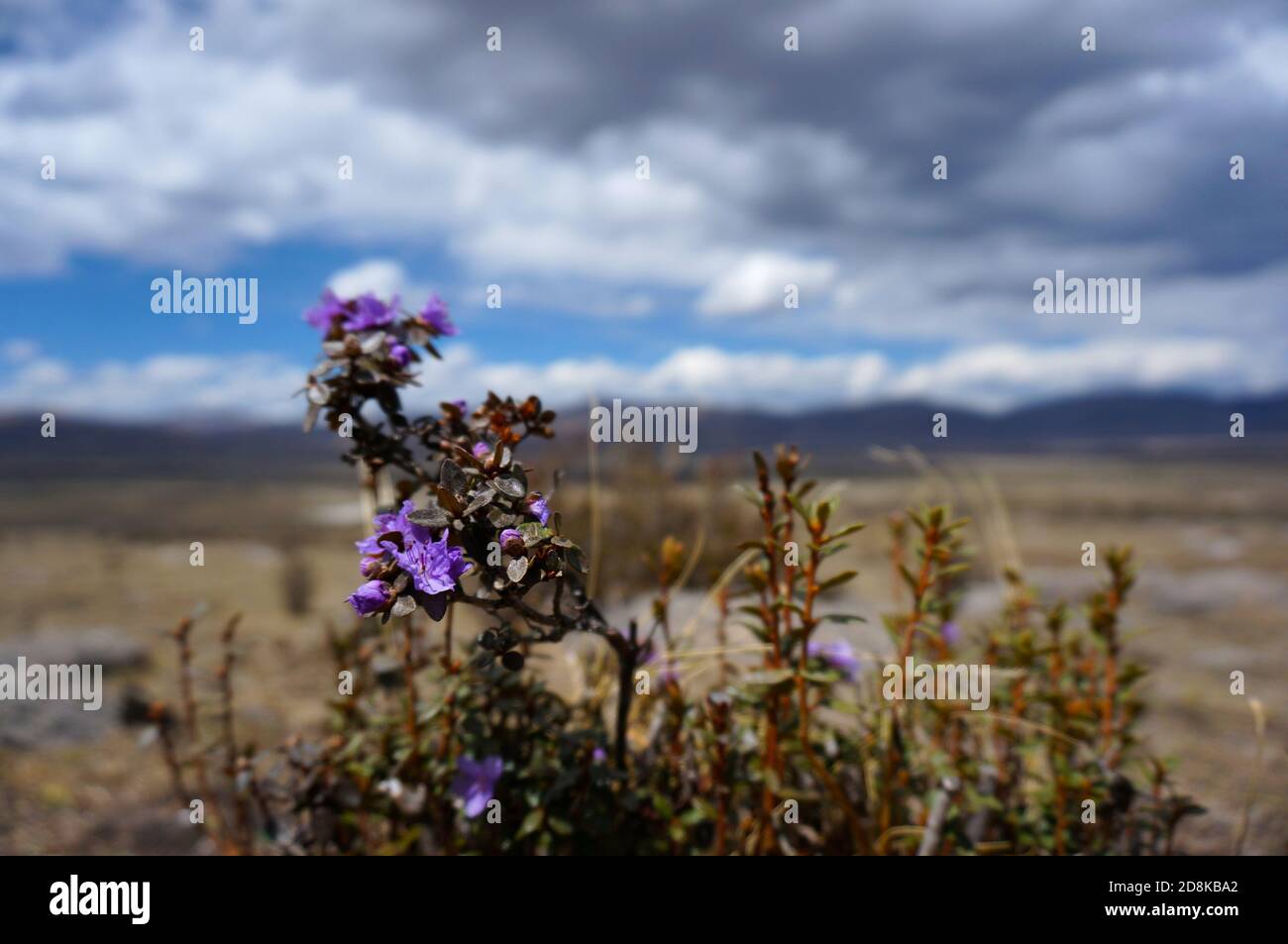 Steppe flower hi-res stock photography and images - Alamy