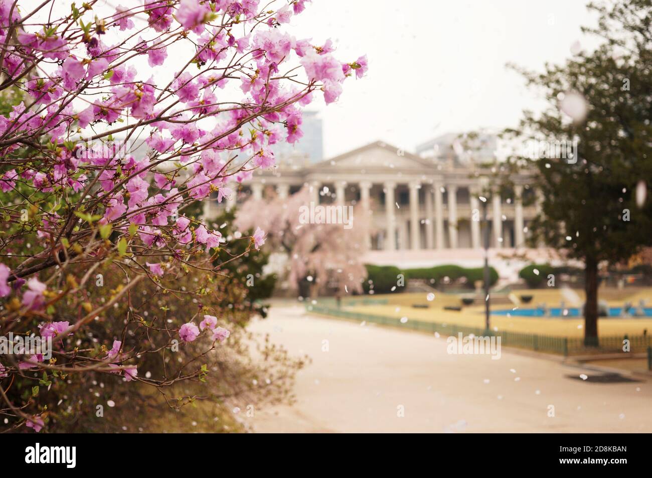 Cherry blossom petals falling hi-res stock photography and images - Alamy
