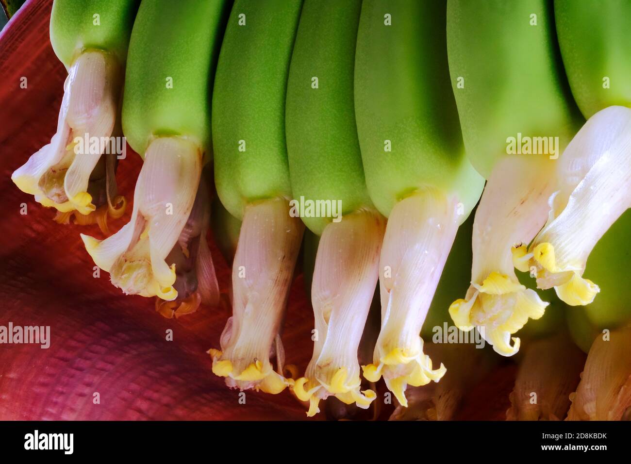 Banana tree base hi-res stock photography and images - Alamy