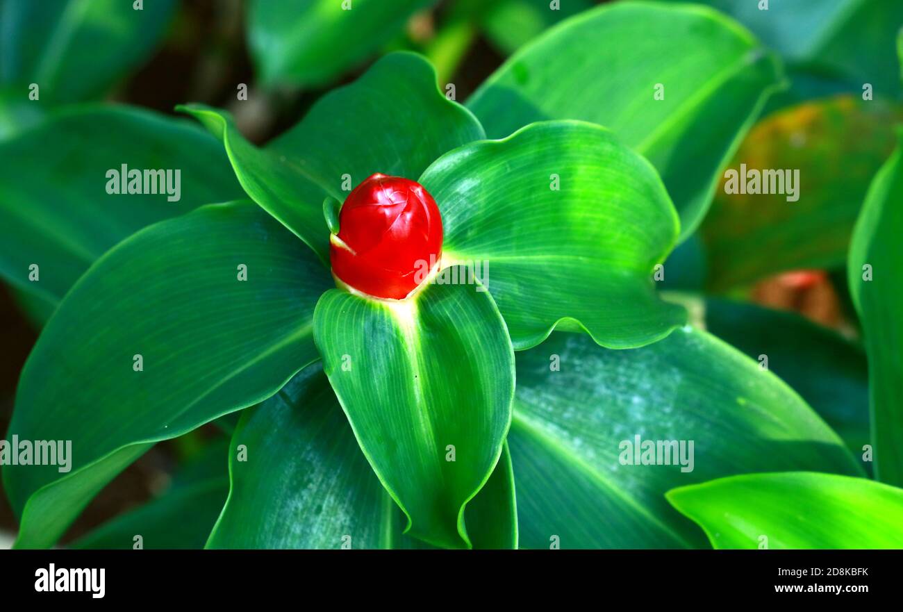 Red button ginger plant in the garden Stock Photo - Alamy