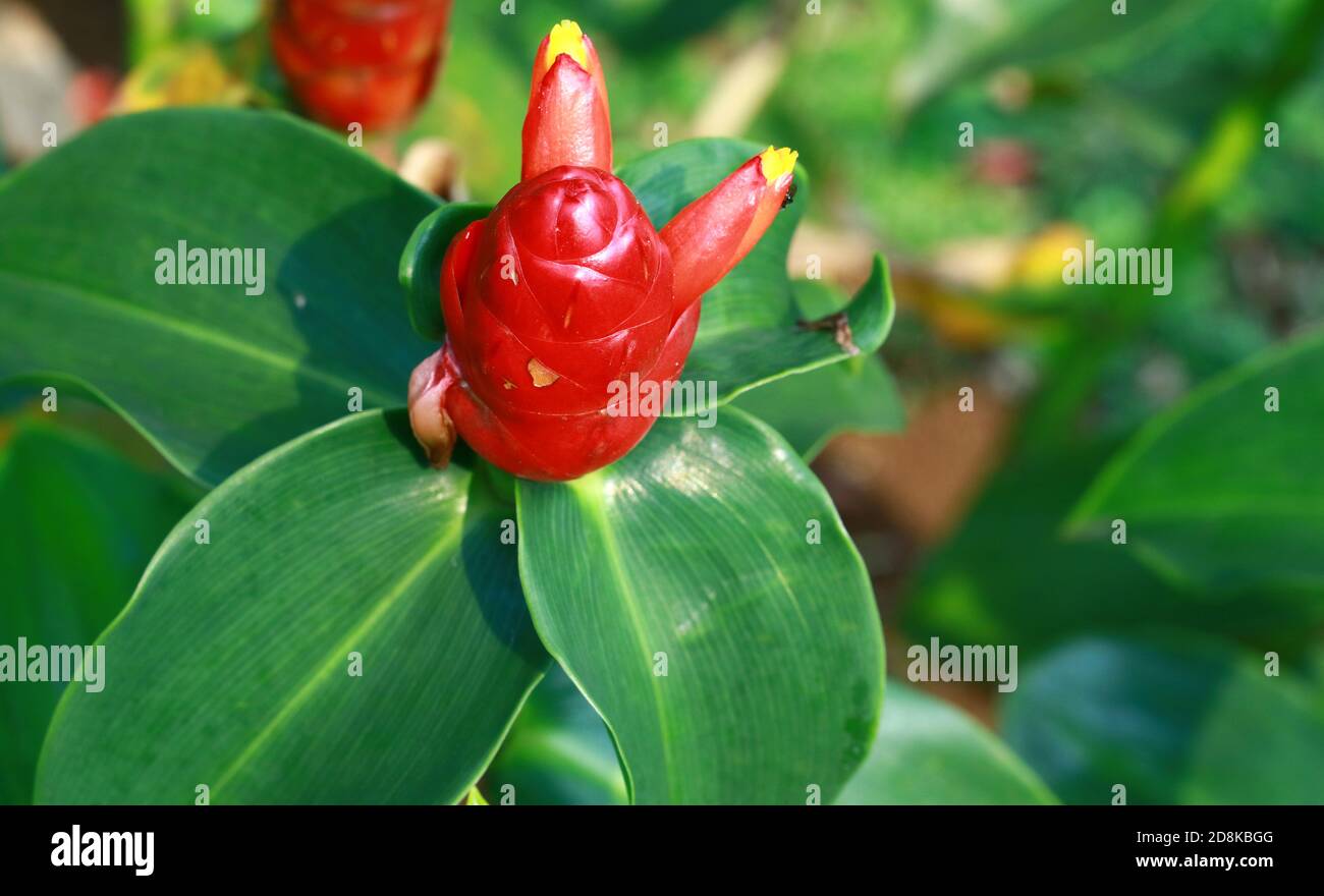 Red button ginger plant in the garden Stock Photo - Alamy