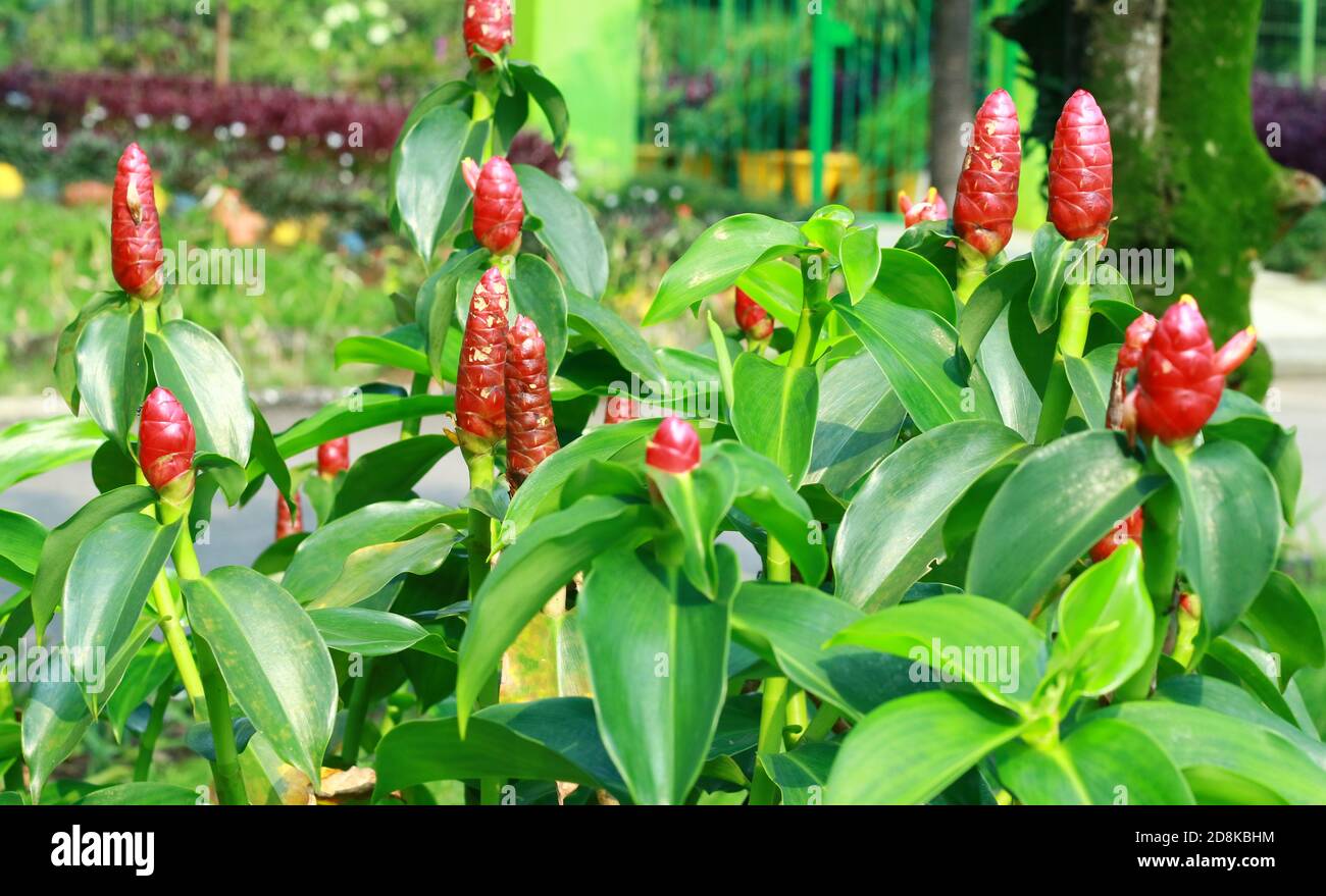 Red button ginger plant in the garden Stock Photo - Alamy