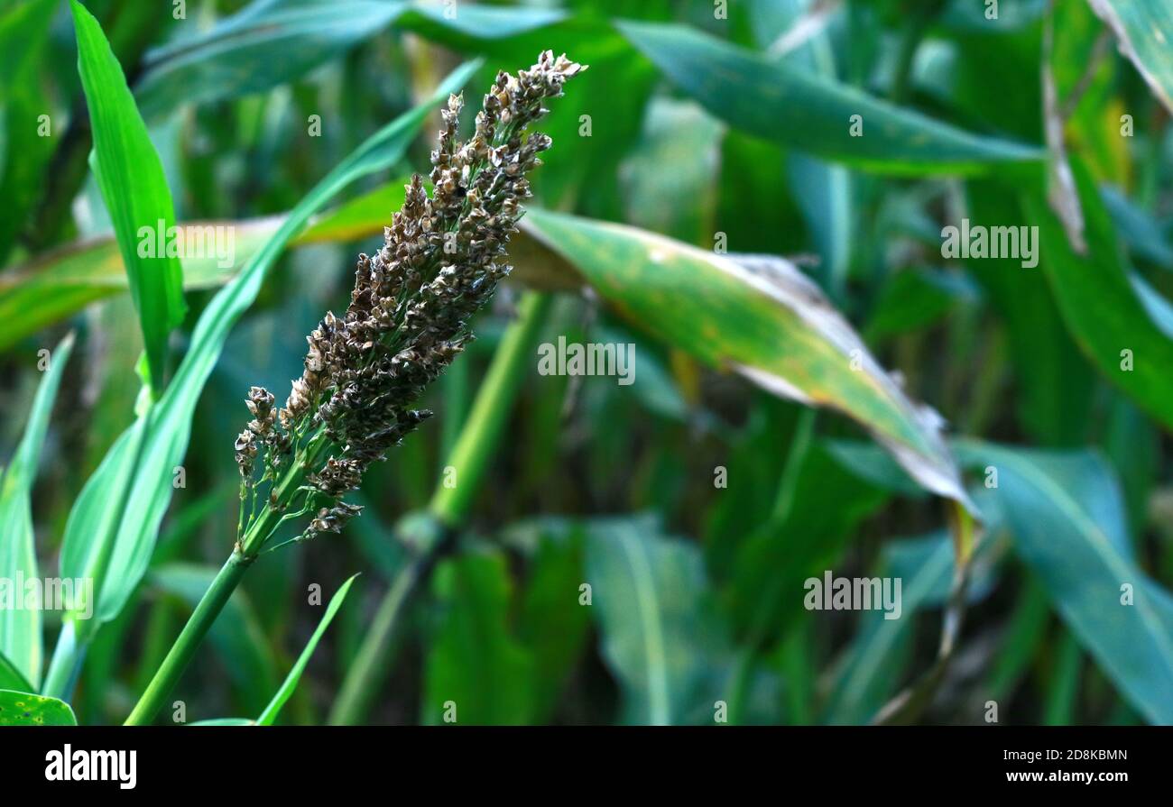 Sweet sorghum hi-res stock photography and images - Alamy