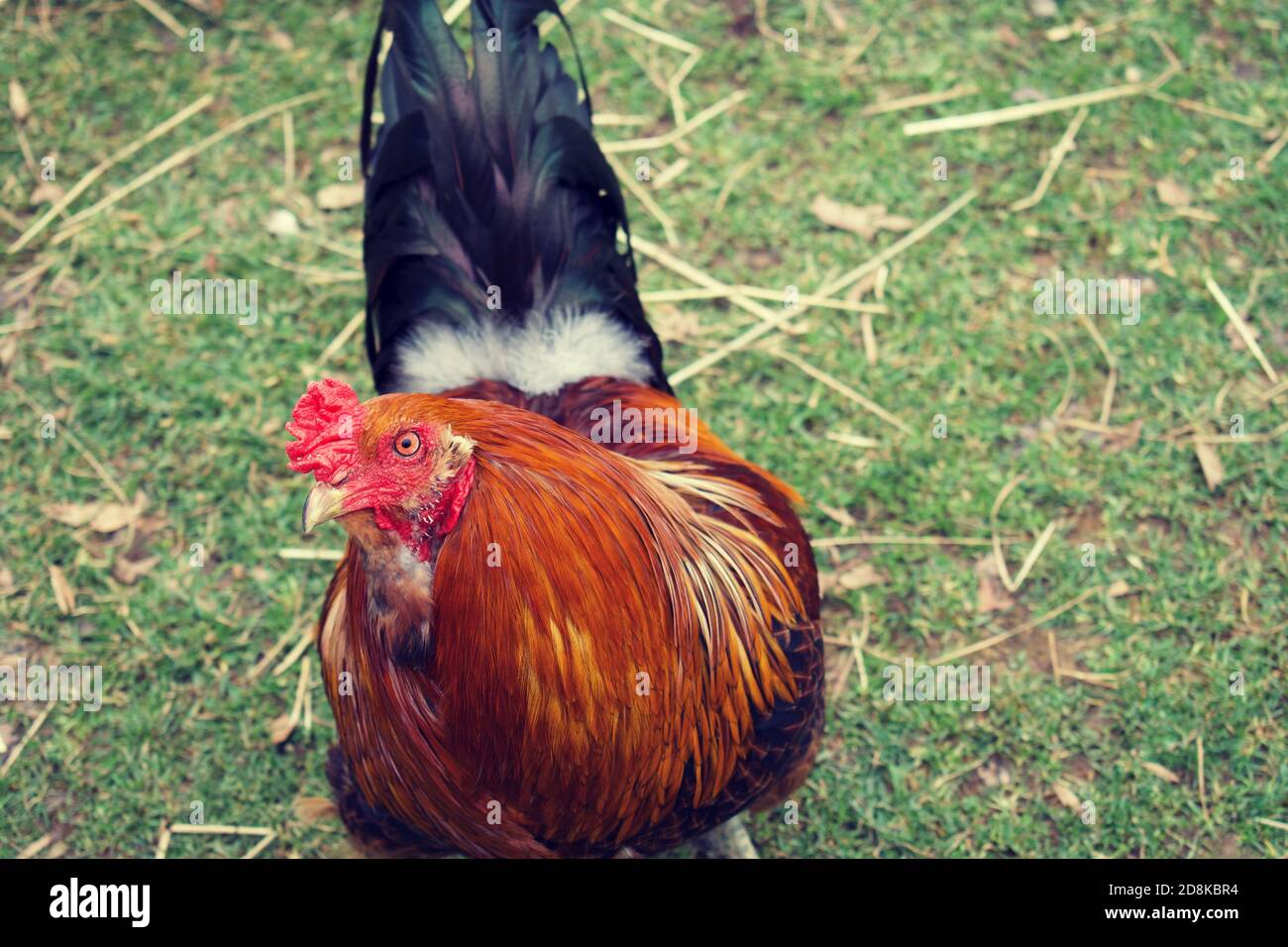 Backyard barnyard, pastured free-range chickens on a small plot of land ...
