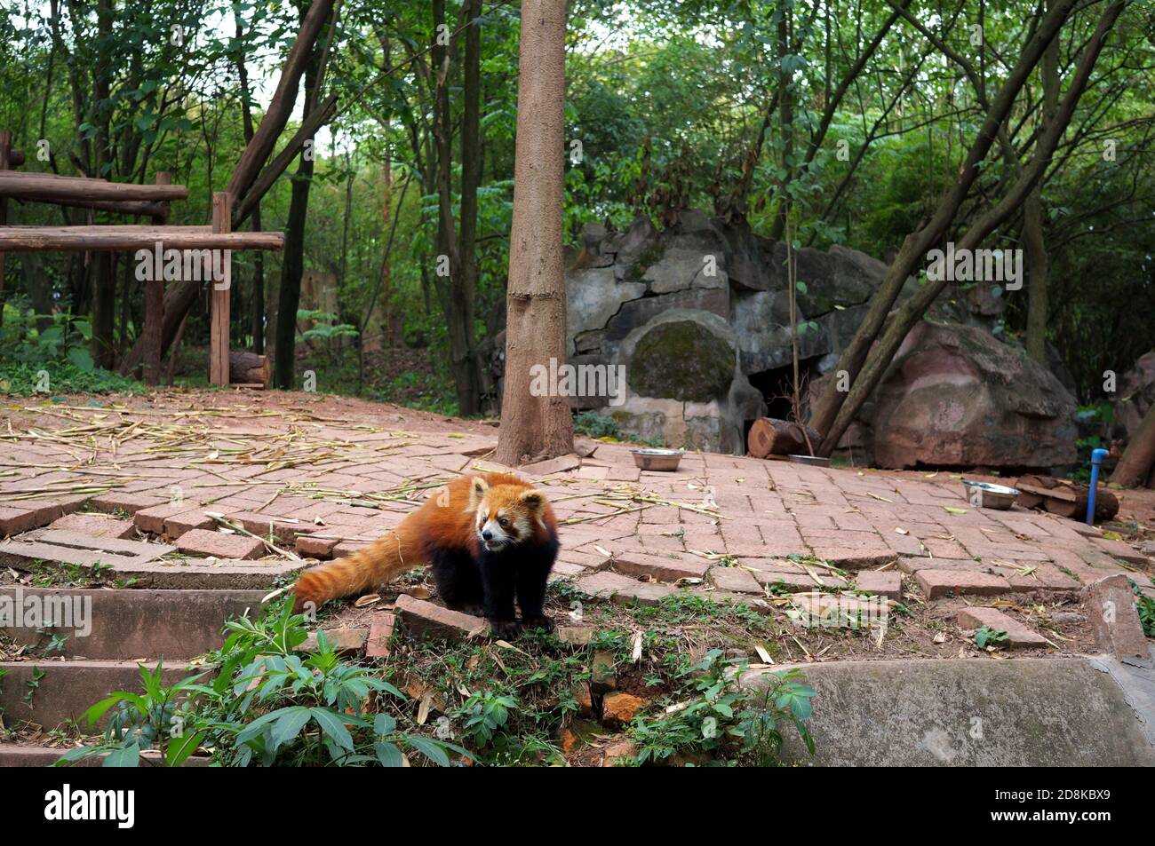 Red panda hunting Stock Photo - Alamy