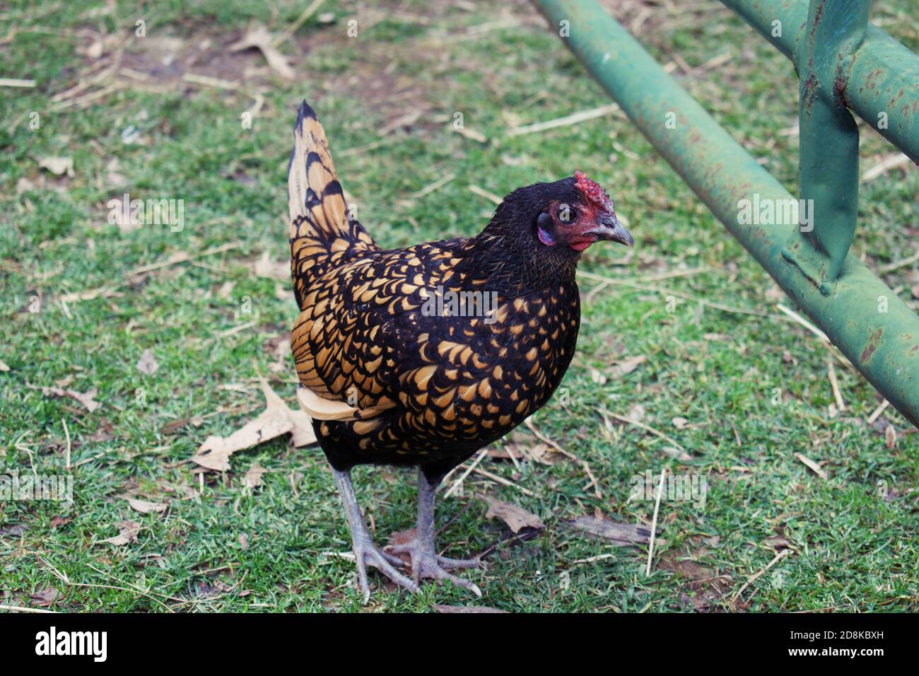 Backyard barnyard, pasture free-range chickens on a small plot of land ...