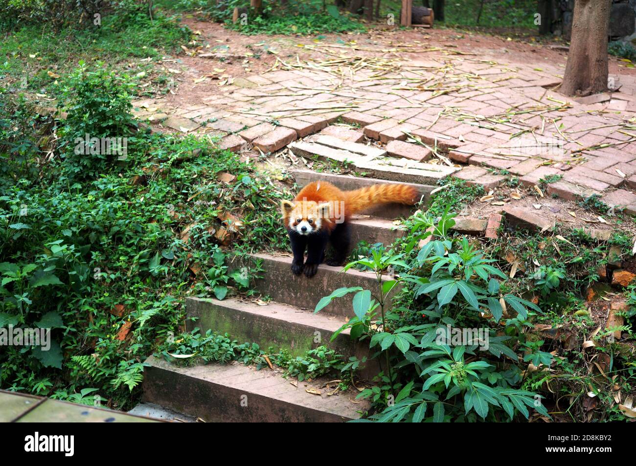 Panda zoo camera hi-res stock photography and images - Alamy