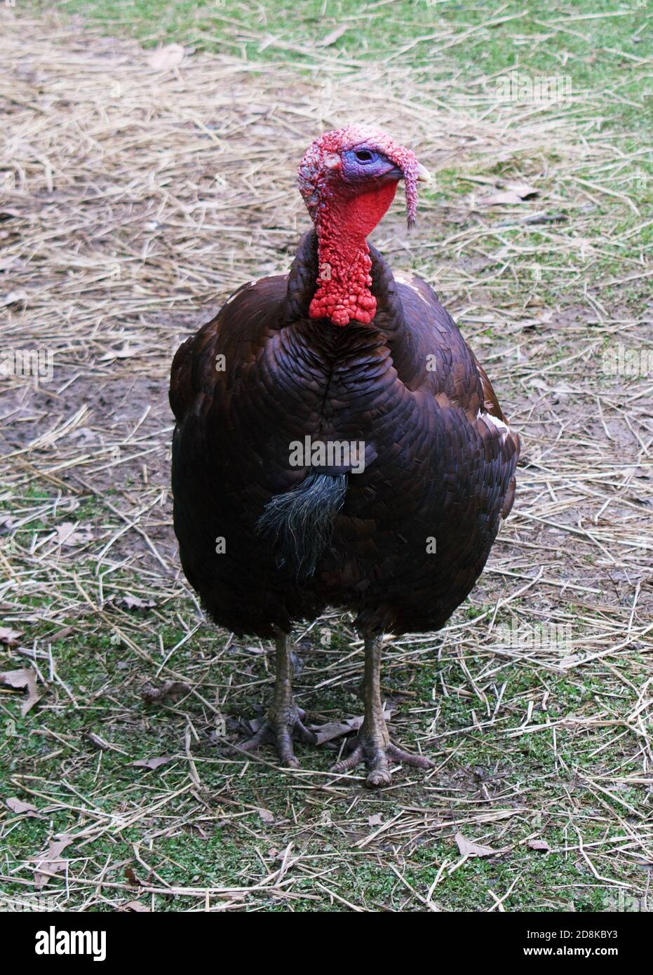Backyard barnyard, pasture free-range Turkey on a small plot of land ...