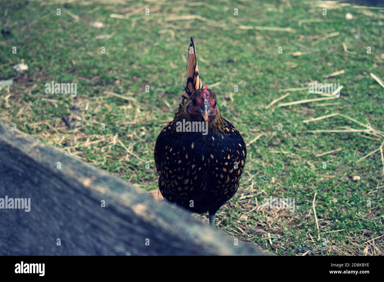 Backyard barnyard, pasture free-range chickens on a small plot of land ...