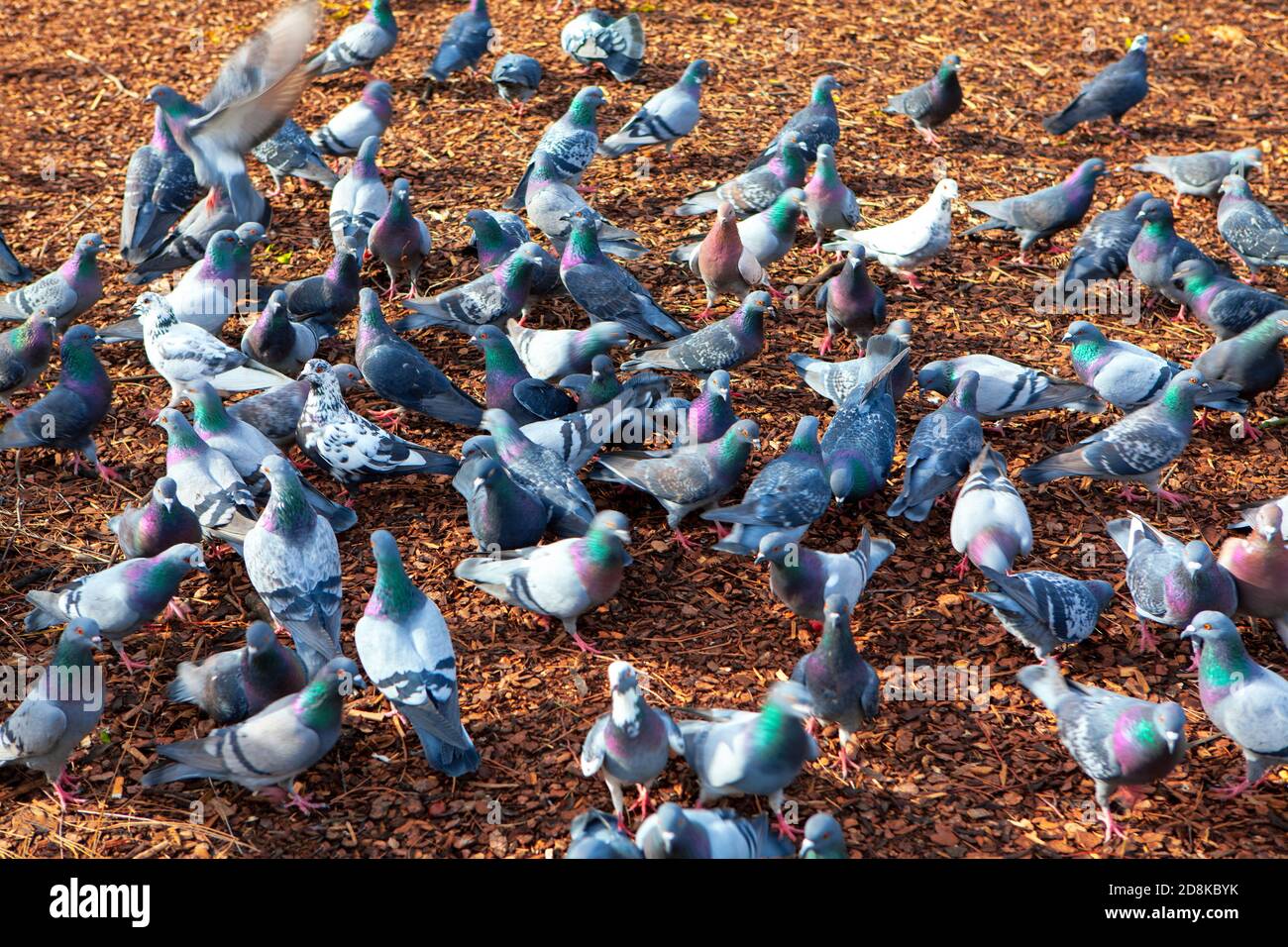 Flock of urban pigeons standing together Stock Photo - Alamy