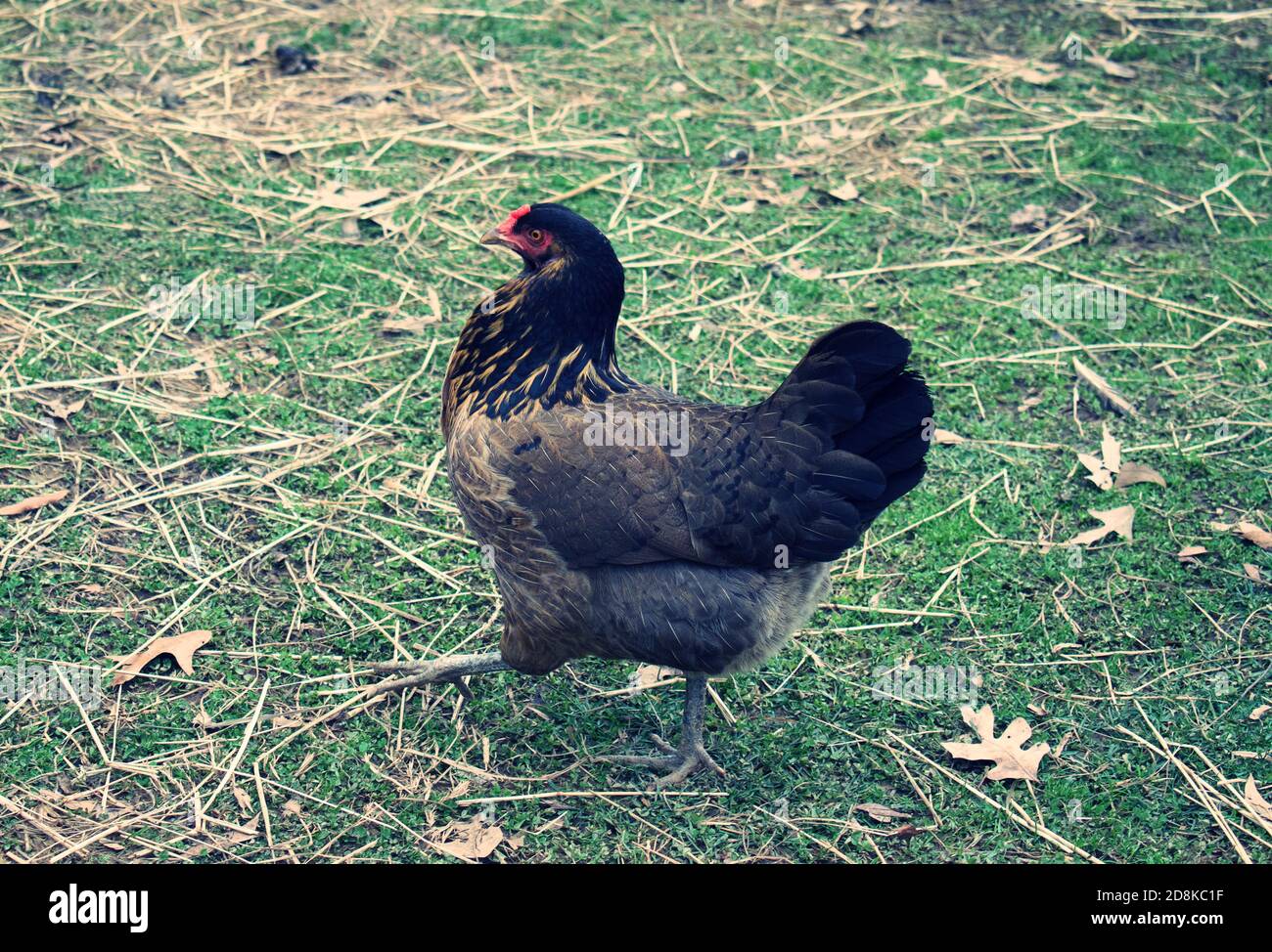 Backyard barnyard, pasture free-range chickens on a small plot of land ...
