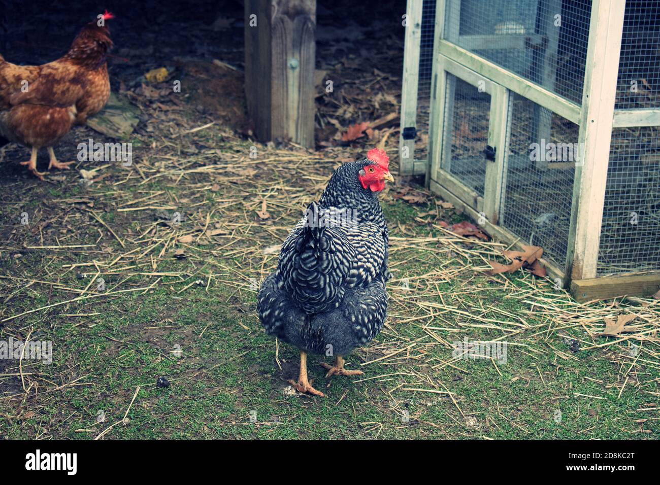 Backyard barnyard, pastured free-range chickens on small plot of land ...