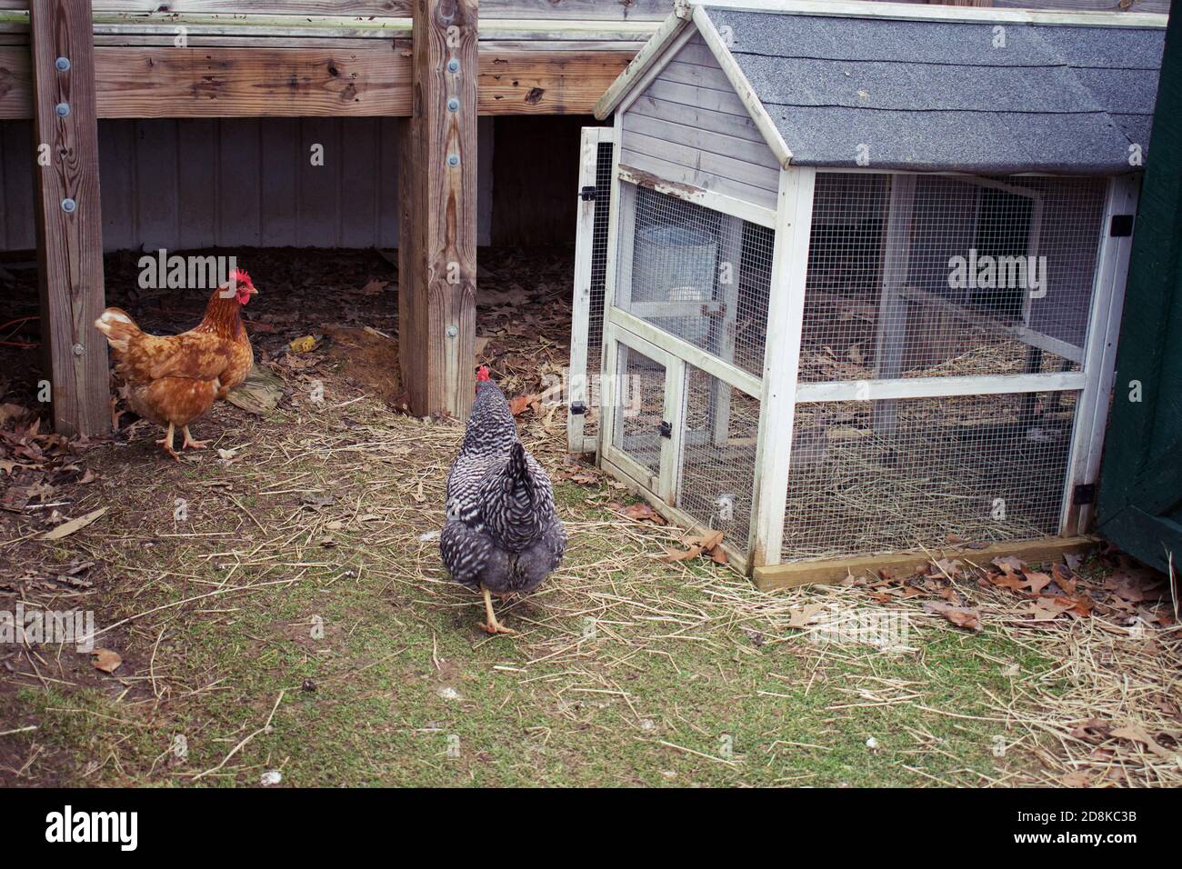 Backyard barnyard, pastured free-range chickens on small plot of land ...