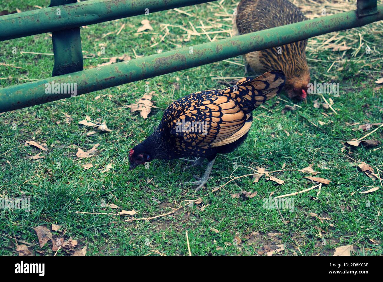 Backyard barnyard, pastured free-range chickens on small plot of land ...