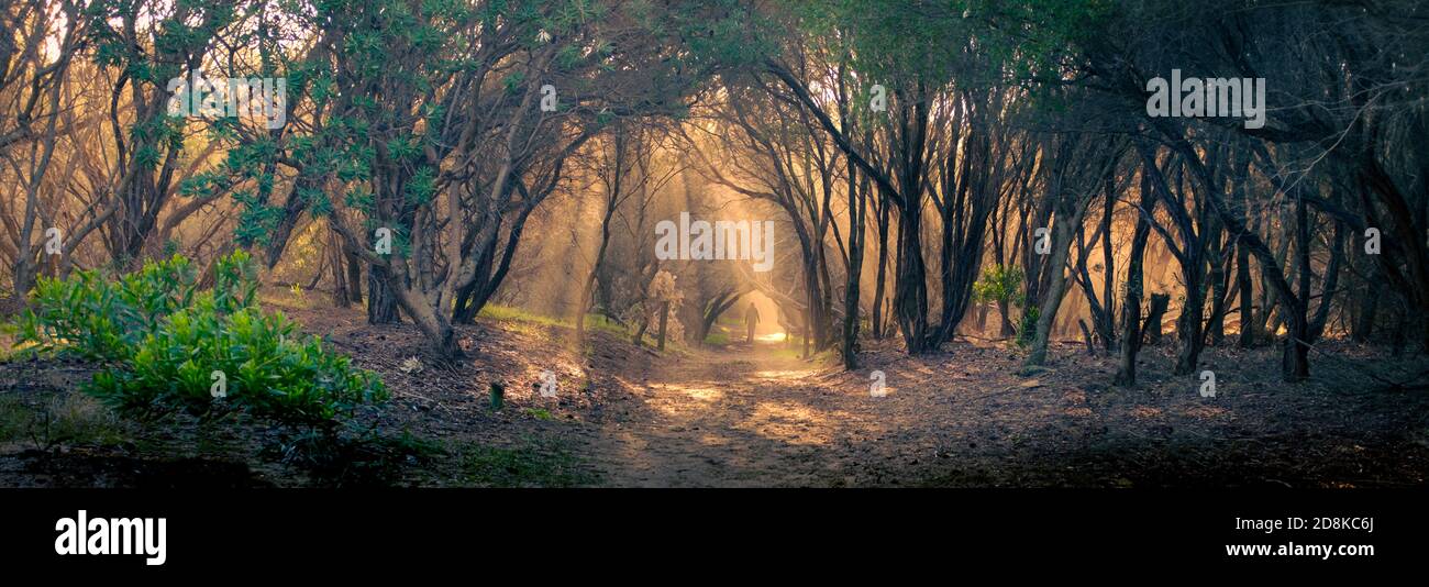 A lone figure walking down an Australian bush track evening light ...