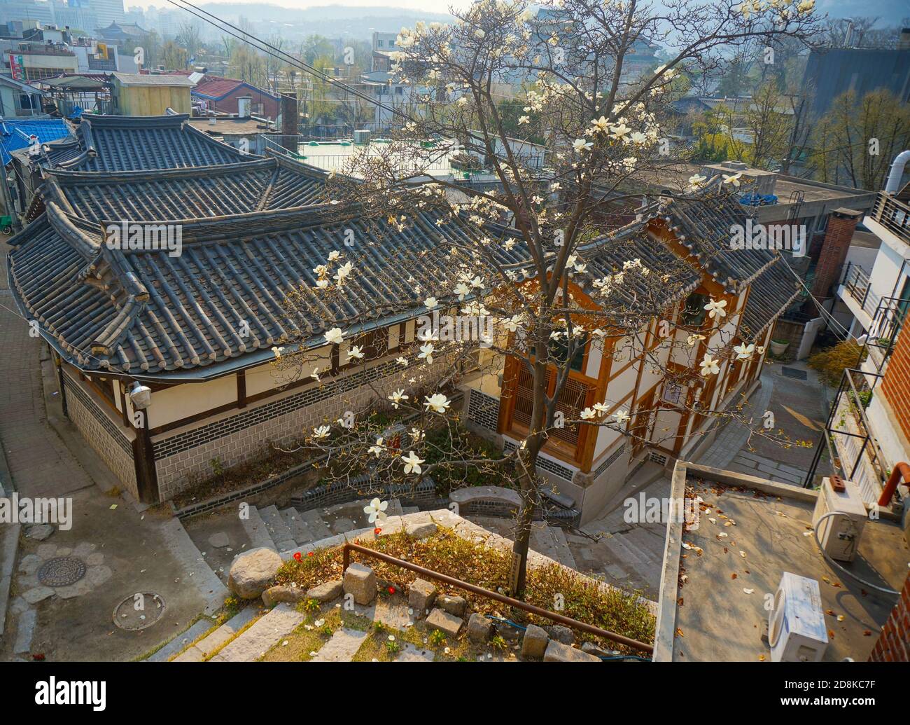 Blooming tree with flowers over the traditional houses of Seoul Stock ...