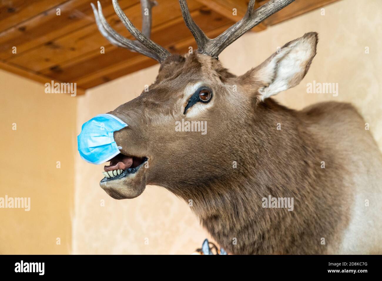 Large elk head taxidermy hanging on the wall wearing a surgical face ...
