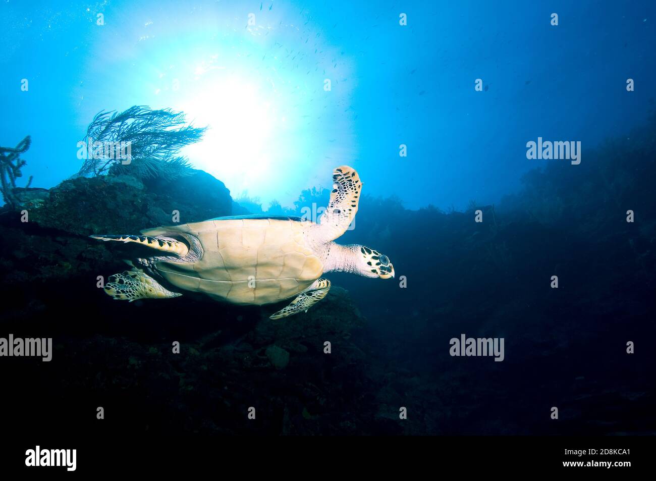 Hawksbill sea turtle in the waters of Roatan Island, Honduras Stock ...