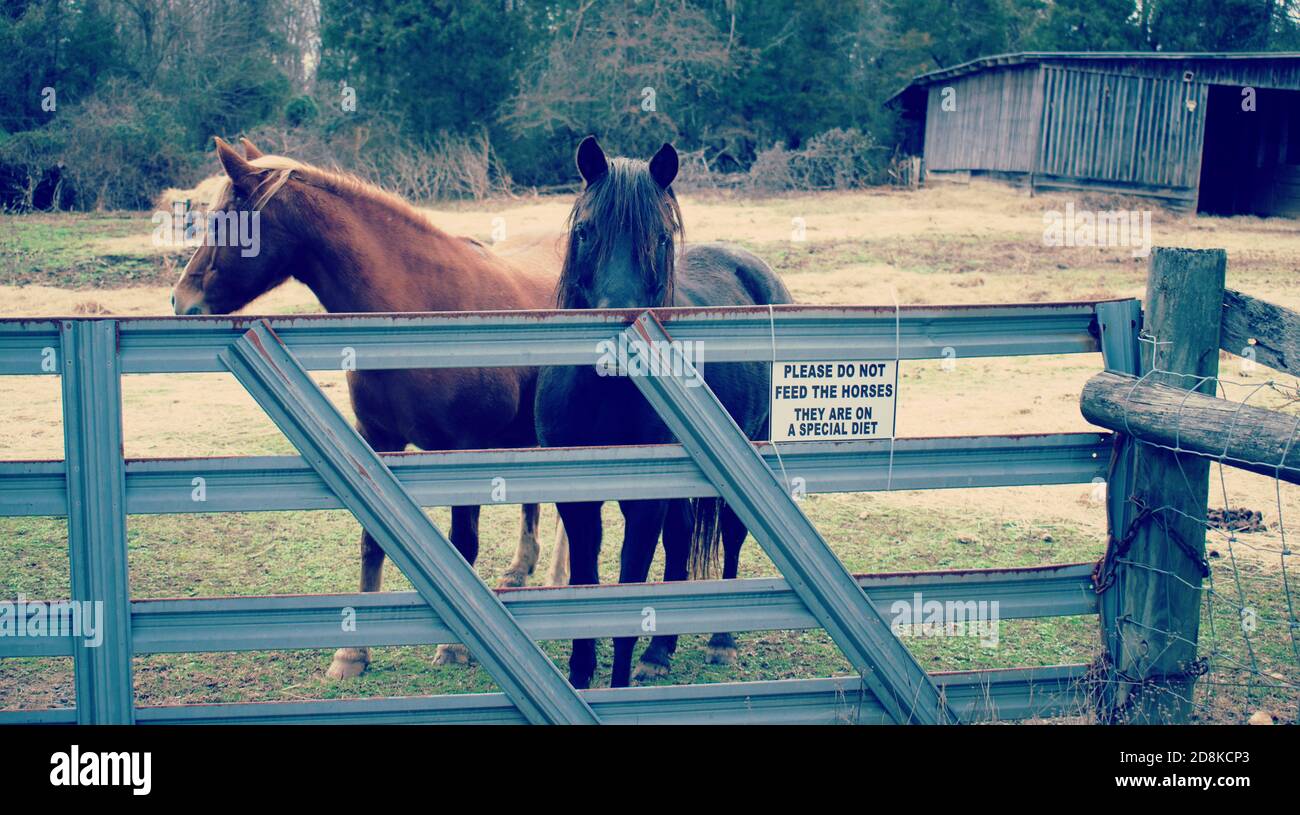 Two horsed in pasture with wood barn farm in the background Stock Photo ...
