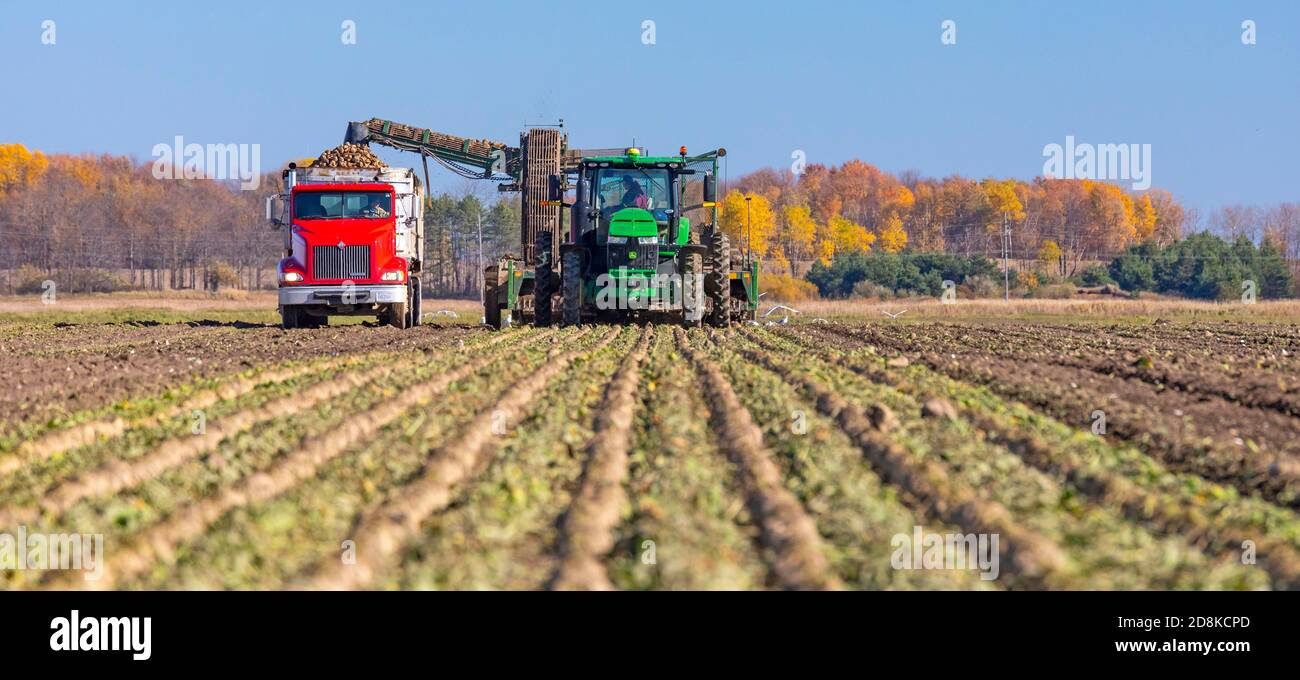 Sugar beet harvest hi-res stock photography and images - Alamy