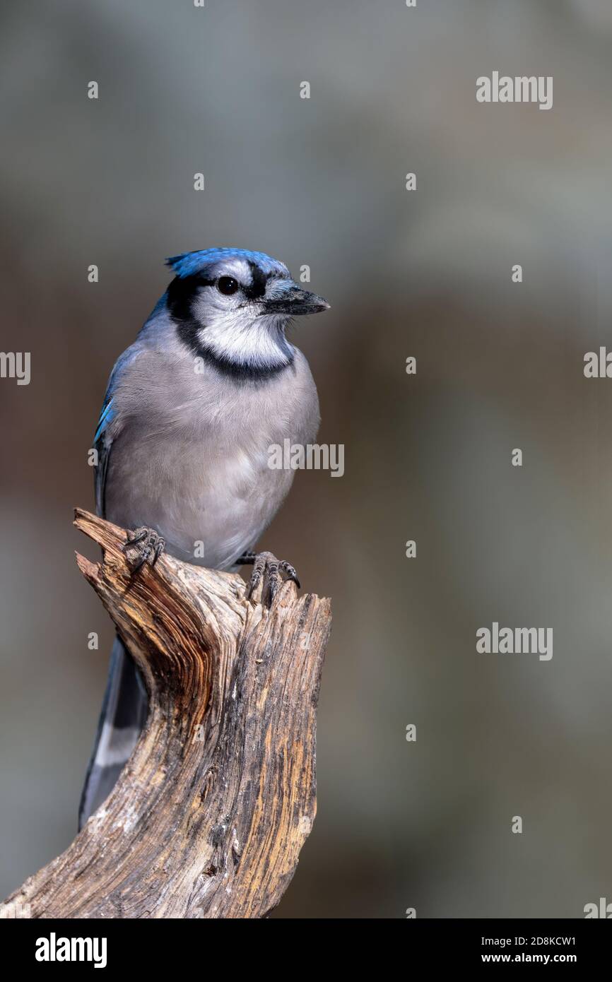 A blue jay sits atop a weathered stump in Cheyenne, Wyoming Stock Photo ...