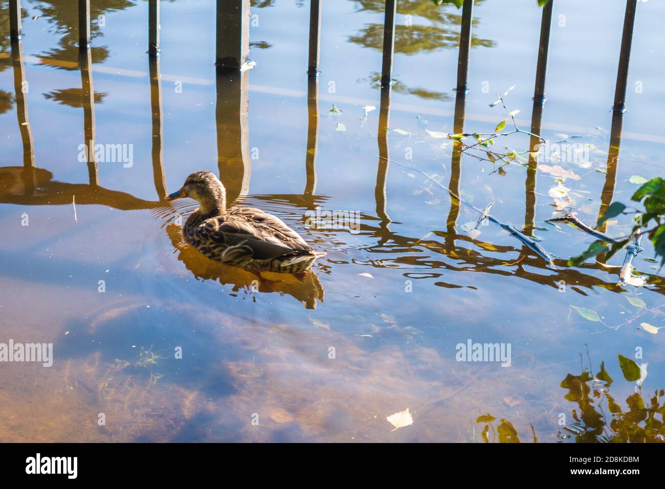 Duck in the water, close-up Stock Photo - Alamy