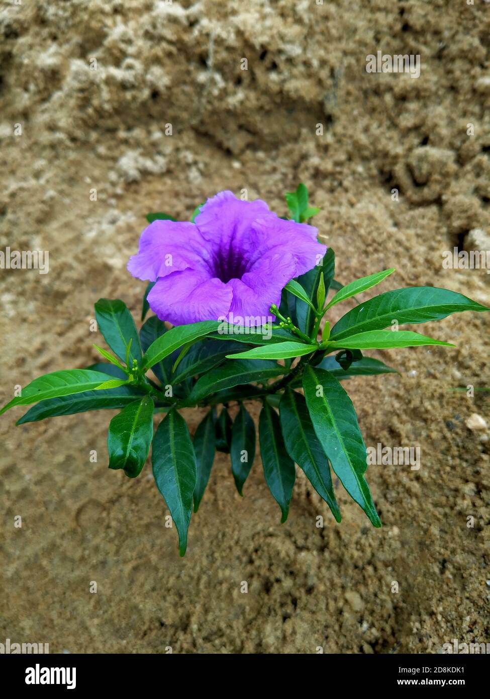 Purple Ruellia Brittoniana flower Stock Photo - Alamy