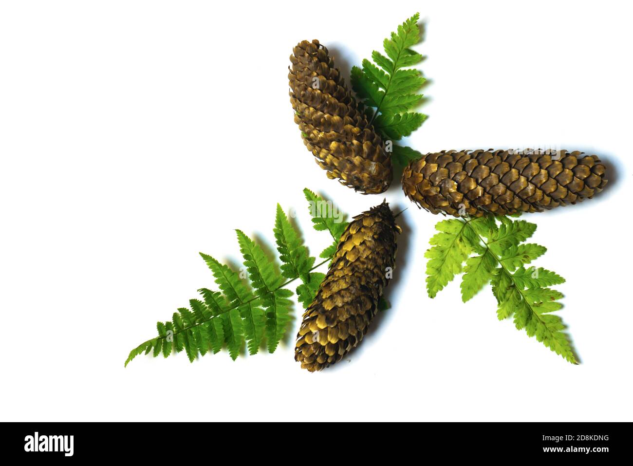 Conifers and fern leaves Stock Photo - Alamy