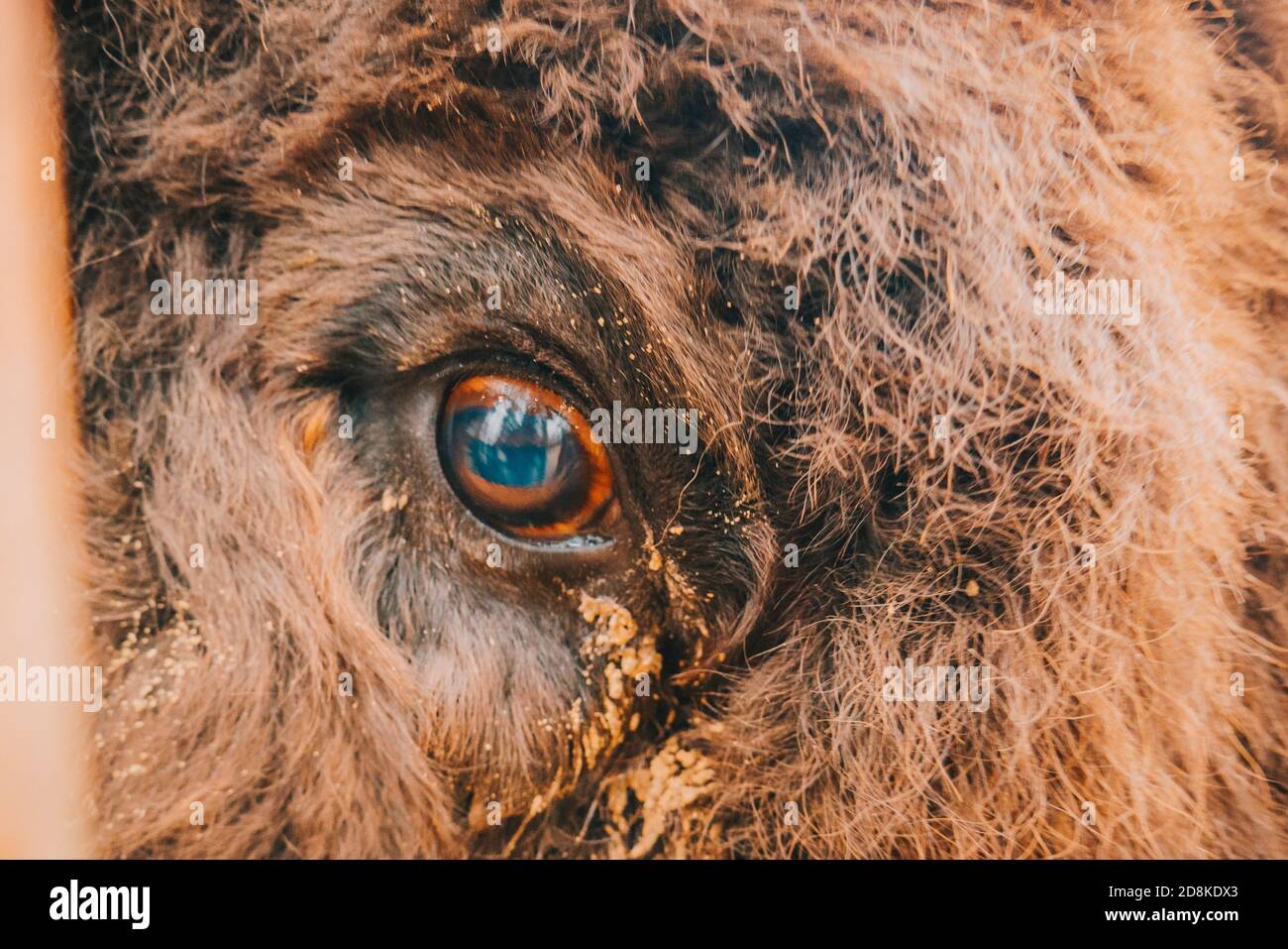 Bison close up hi-res stock photography and images - Alamy Bison close up hi-res stock photography and images - Alamy
