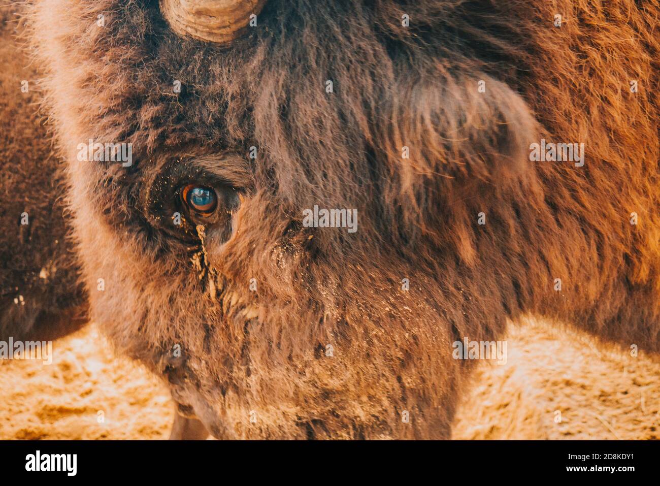 The eye of the bison close up Stock Photo - Alamy