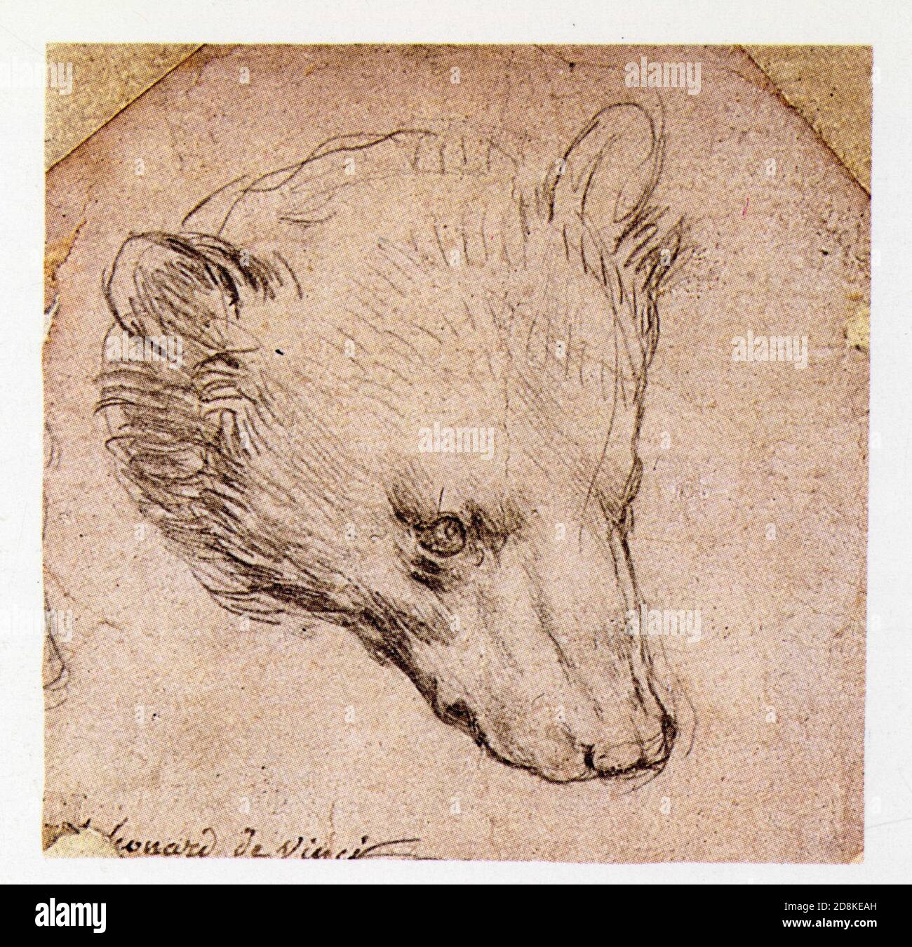 Leorado da Vinci. Head of a bear.1490-1495. Metalpoint on paper coated ...