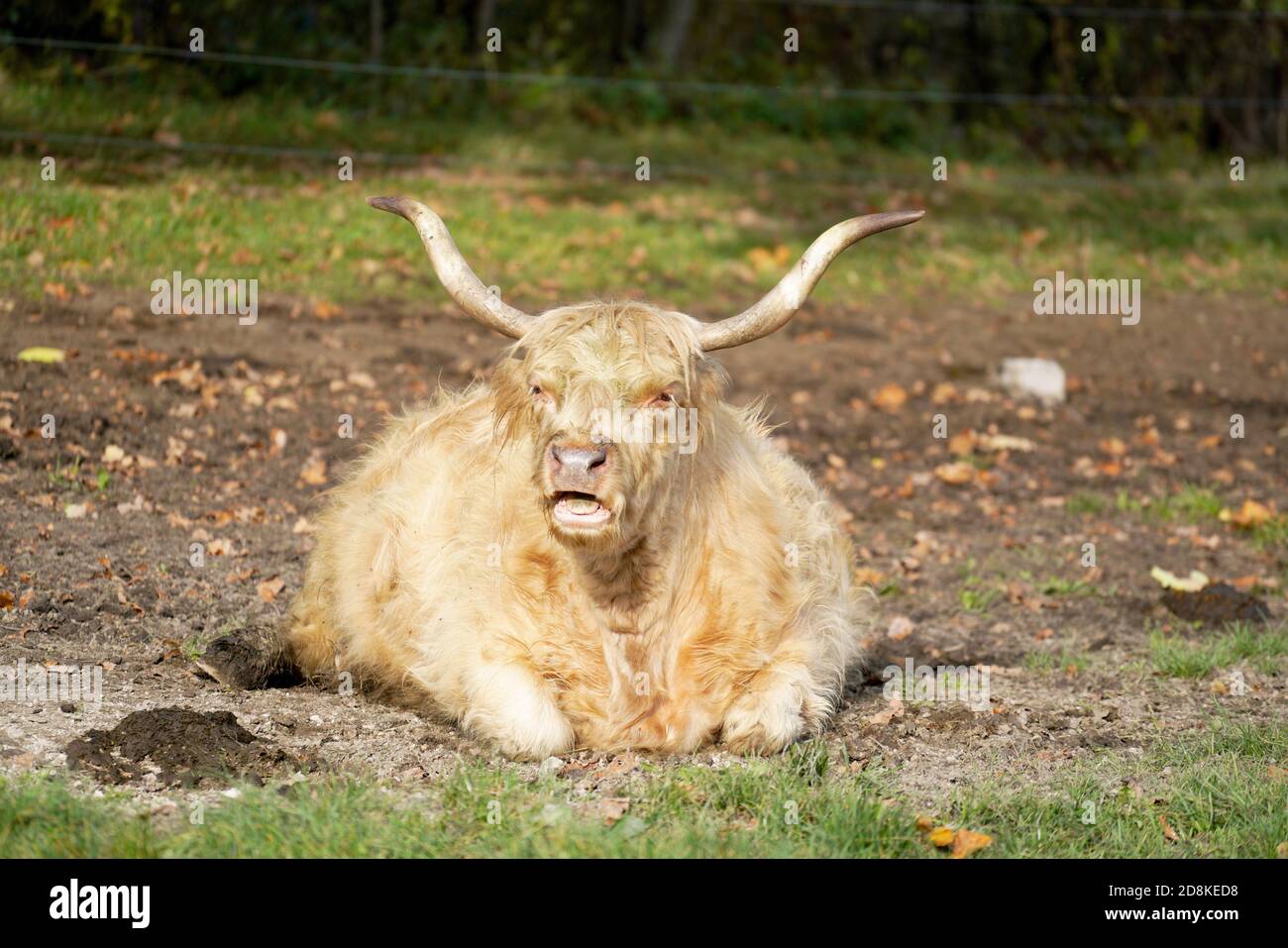 White and yellow highland cow with horns sitting in the middle of the ...
