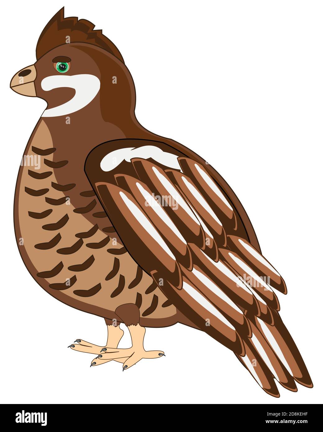 Timber bird hazel grouse on white background is insulated Stock Vector ...