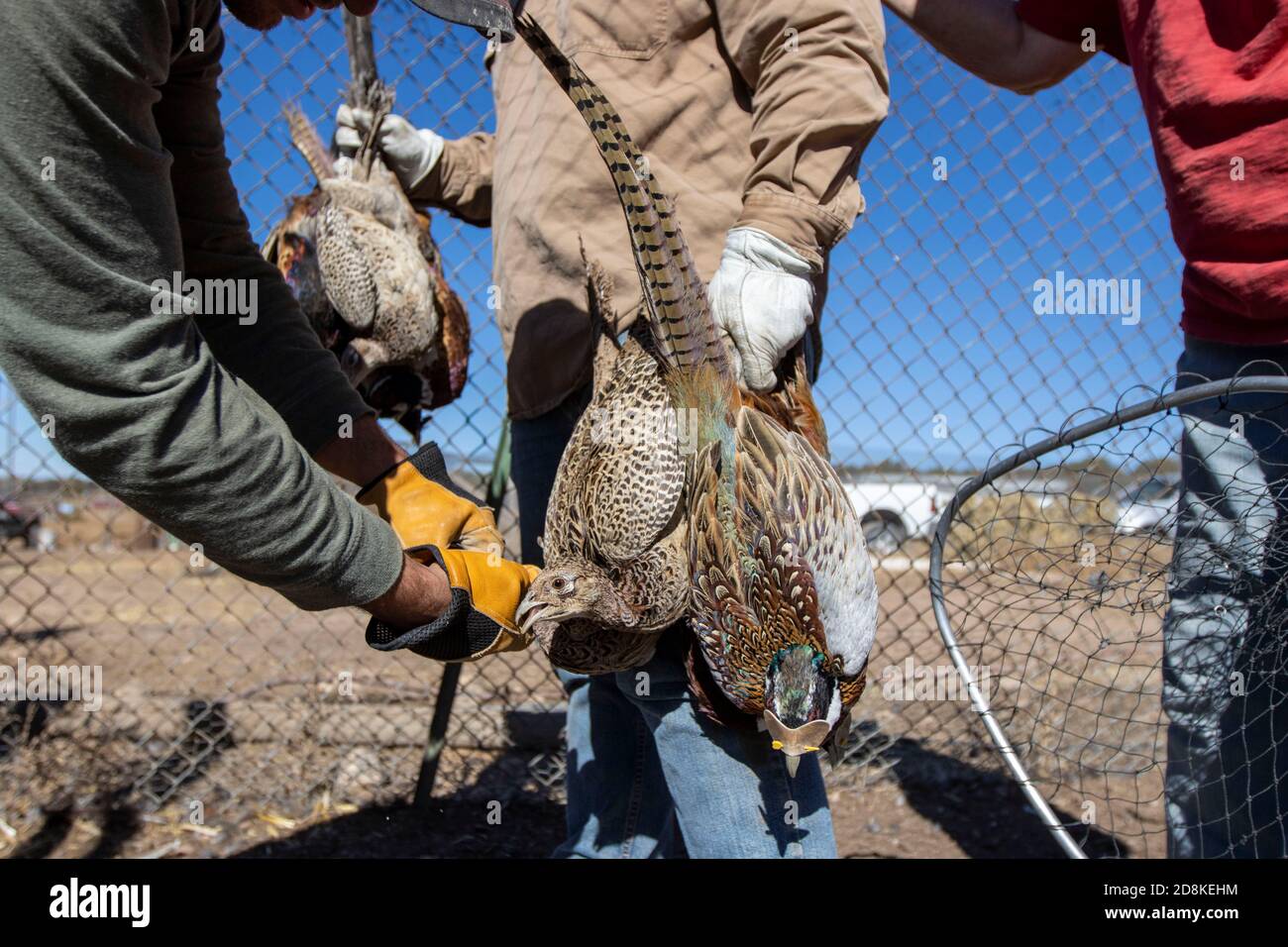 U.S. 30th Oct, 2020. Farmed Pheasants are rounded- up at the Four Mile ...