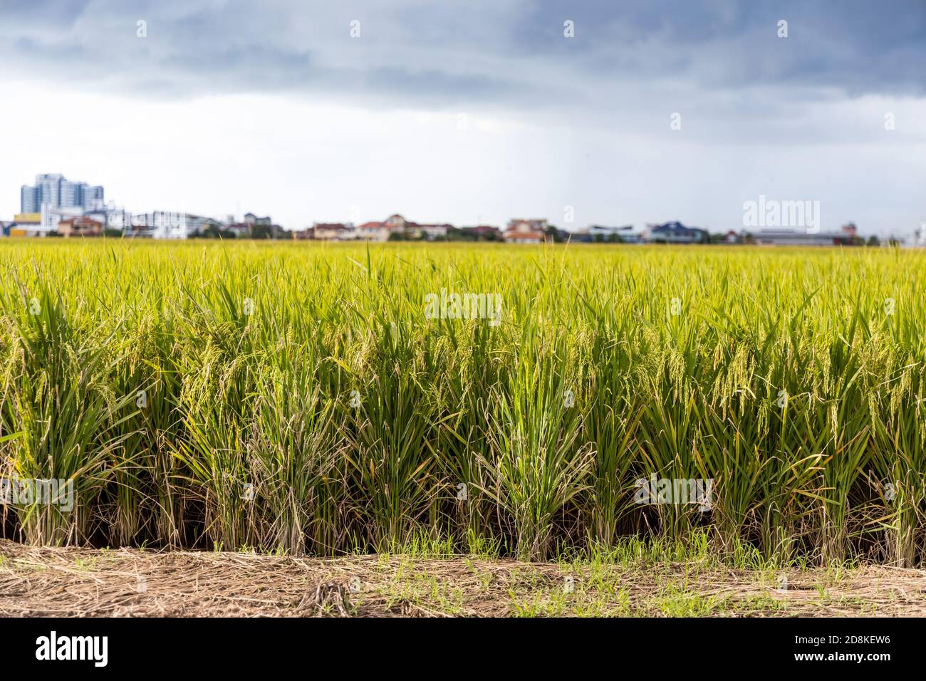 Paddy crop field against houses and high rise building background in ...