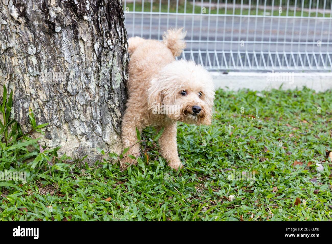 Male poodle dog urinate pee onto tree trunk to mark territory Stock ...