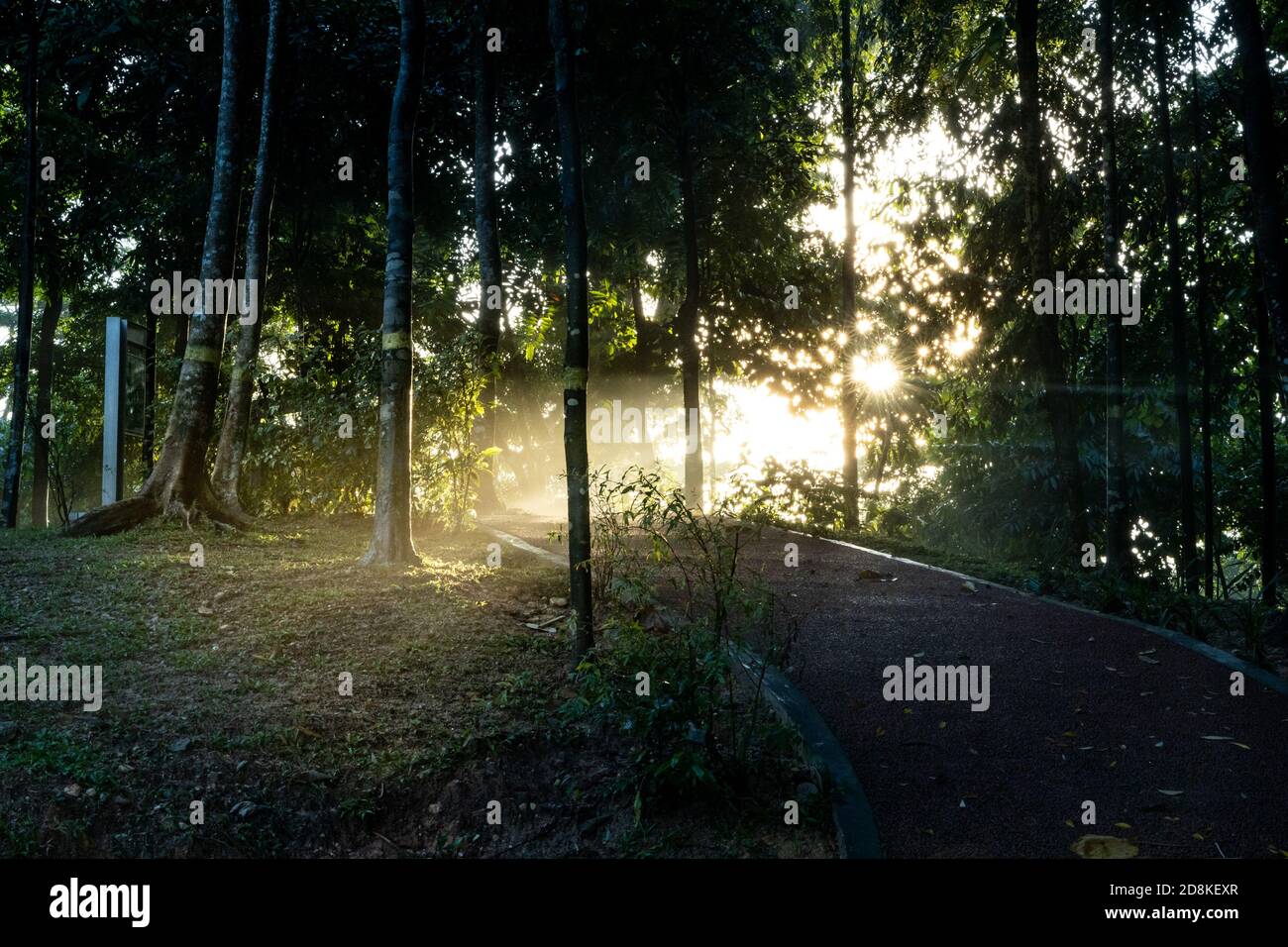 Sun ray beam in tropical jungle woods in the morning Stock Photo - Alamy