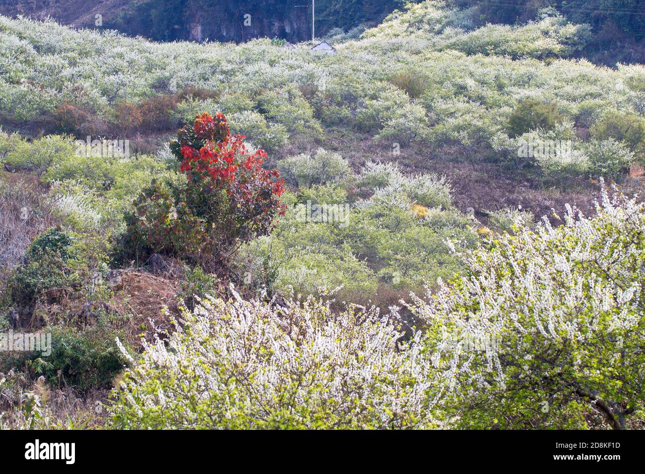 Plum plantation in Spring. Location: Moc Chau Plateau, Vietnam Stock ...