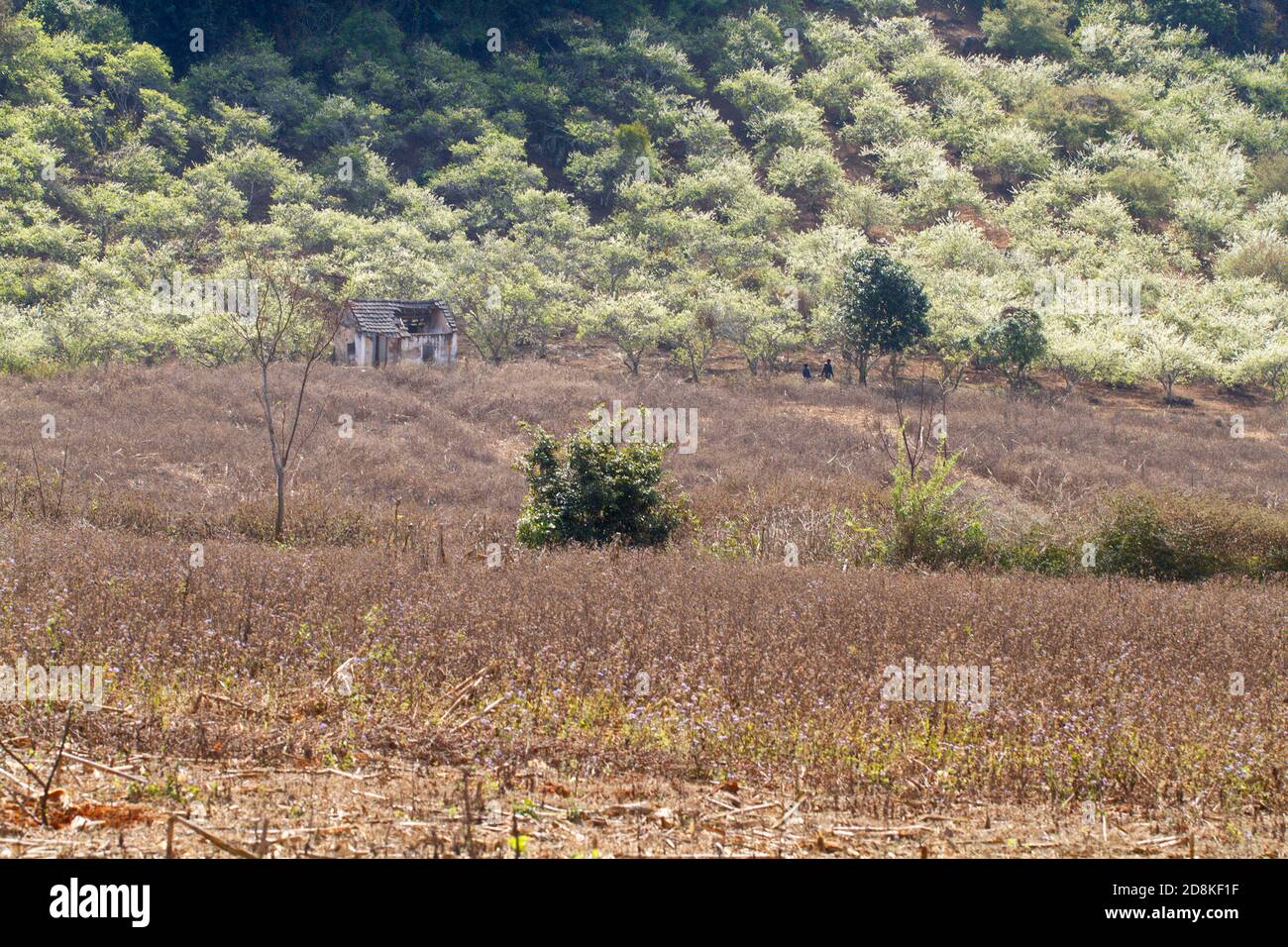 Plum plantation in Spring. Location: Moc Chau Plateau, Vietnam Stock ...