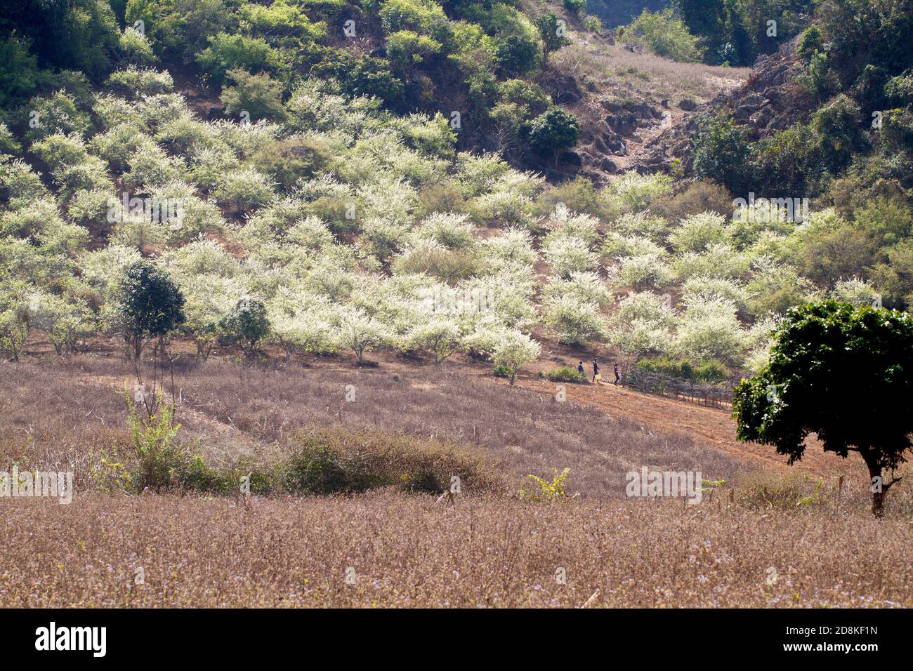 Plum plantation hi-res stock photography and images - Alamy