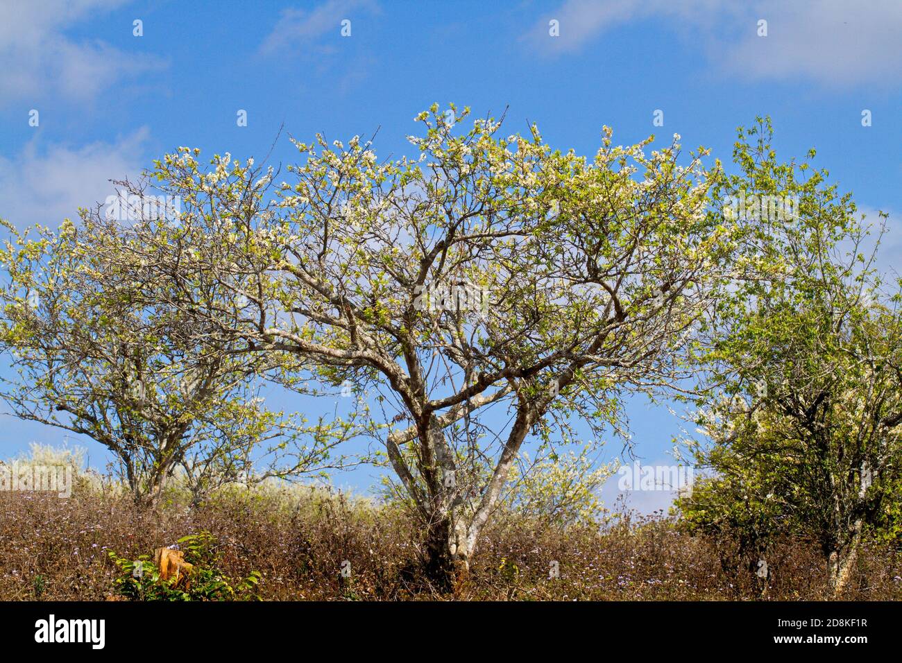 Plum plantation in Spring. Location: Moc Chau Plateau, Vietnam Stock ...