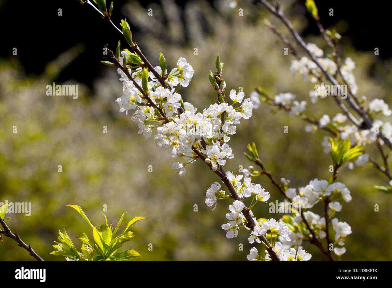 Plum plantation in Spring. Location: Moc Chau Plateau, Vietnam Stock ...