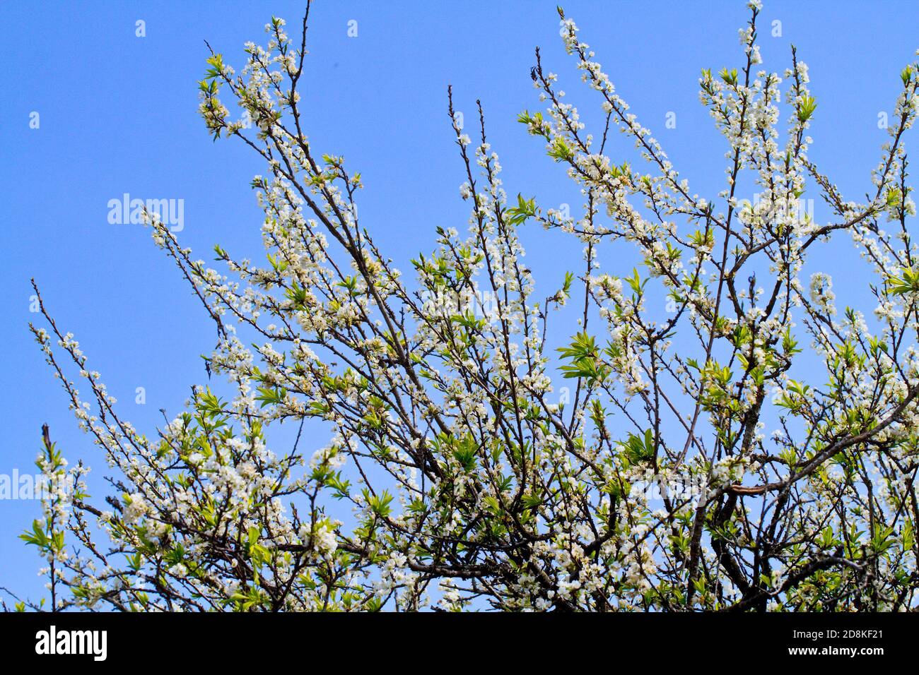 Plum plantation in Spring. Location: Moc Chau Plateau, Vietnam Stock ...
