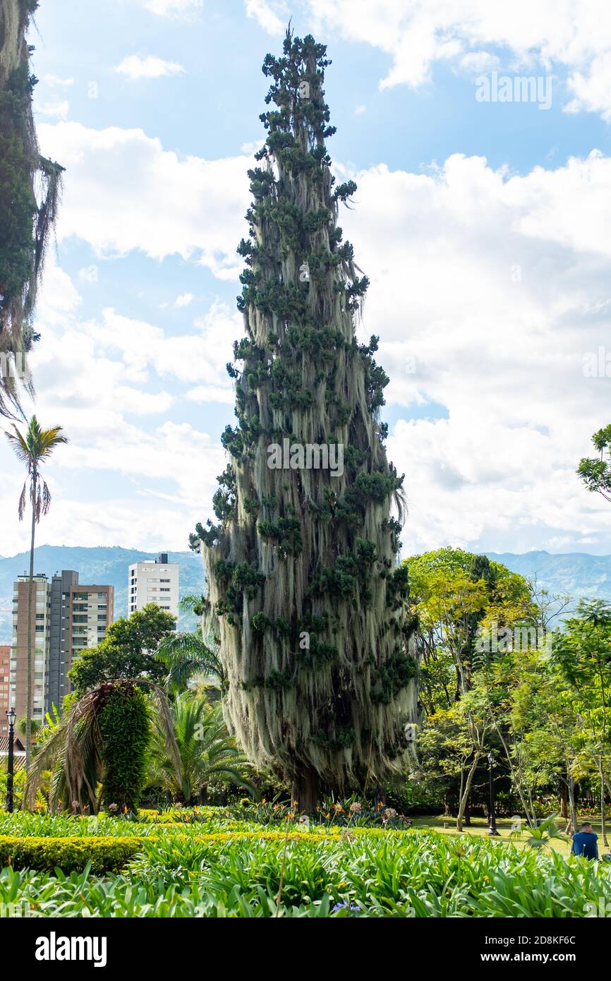 Big and Tall Tree Surrounded of other Trees Stock Photo - Alamy
