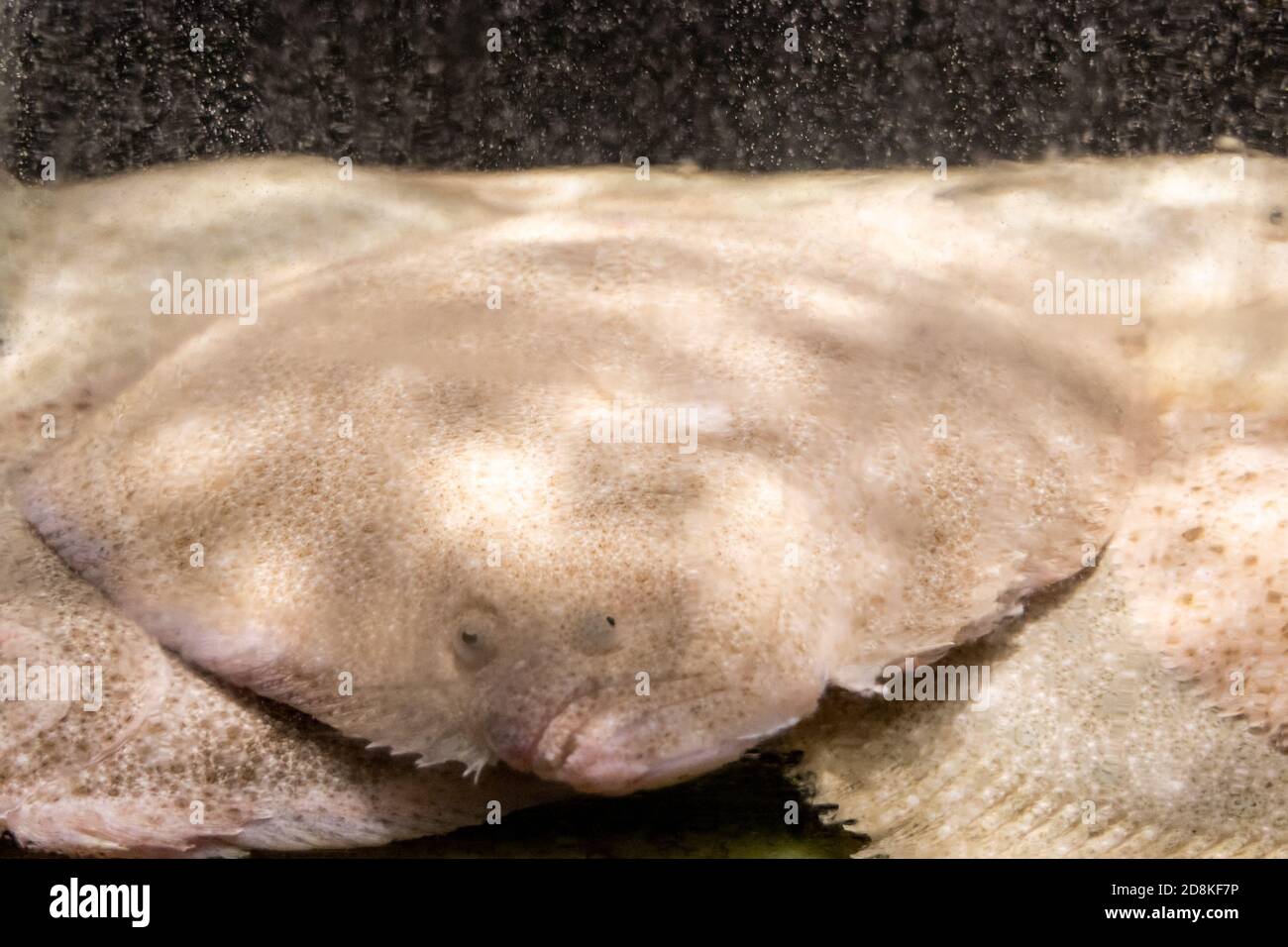 Turbot fish in restaurant aquarium awaiting diners to choose Stock ...