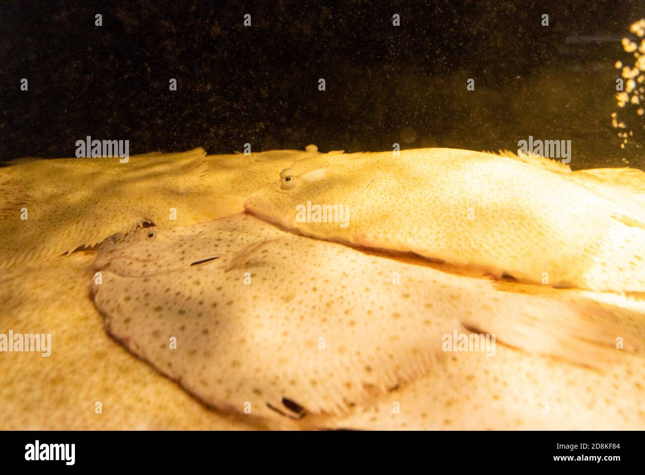 Turbot fish hi-res stock photography and images - Alamy