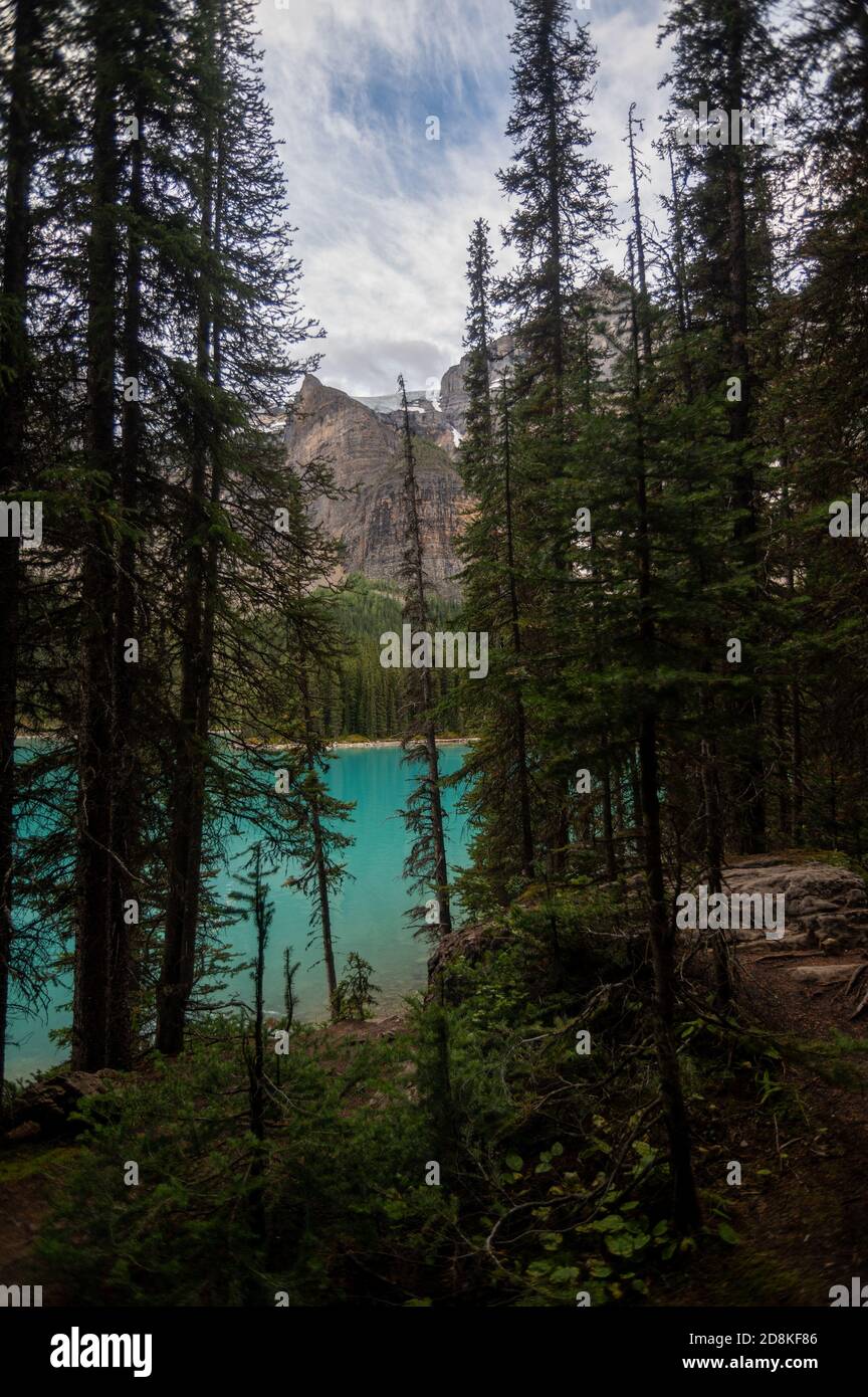 Vertical shot of lush nature at Banff National Park in Alberta, Canada ...