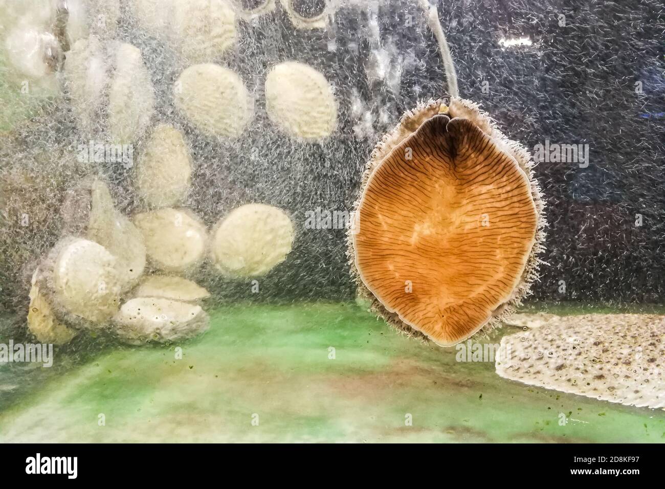 Live abalone hi-res stock photography and images - Alamy